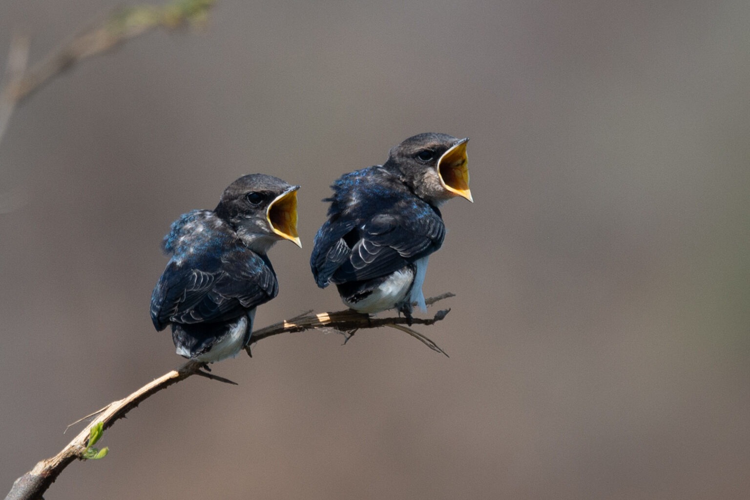 Fledglings | Jomandie Dempers | andBeyond