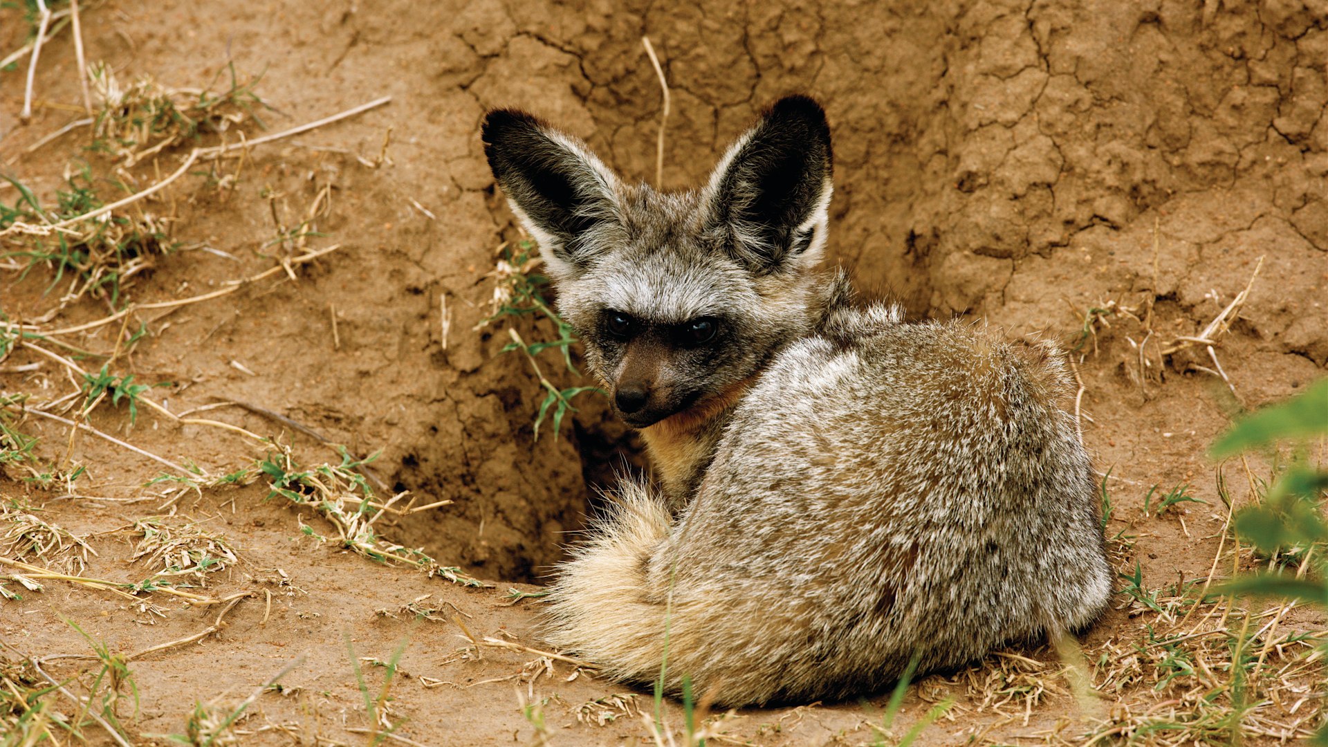 Bat-eared foxes out of their den | Luxury African Safaris,South America & South Asia Tours|andBeyond