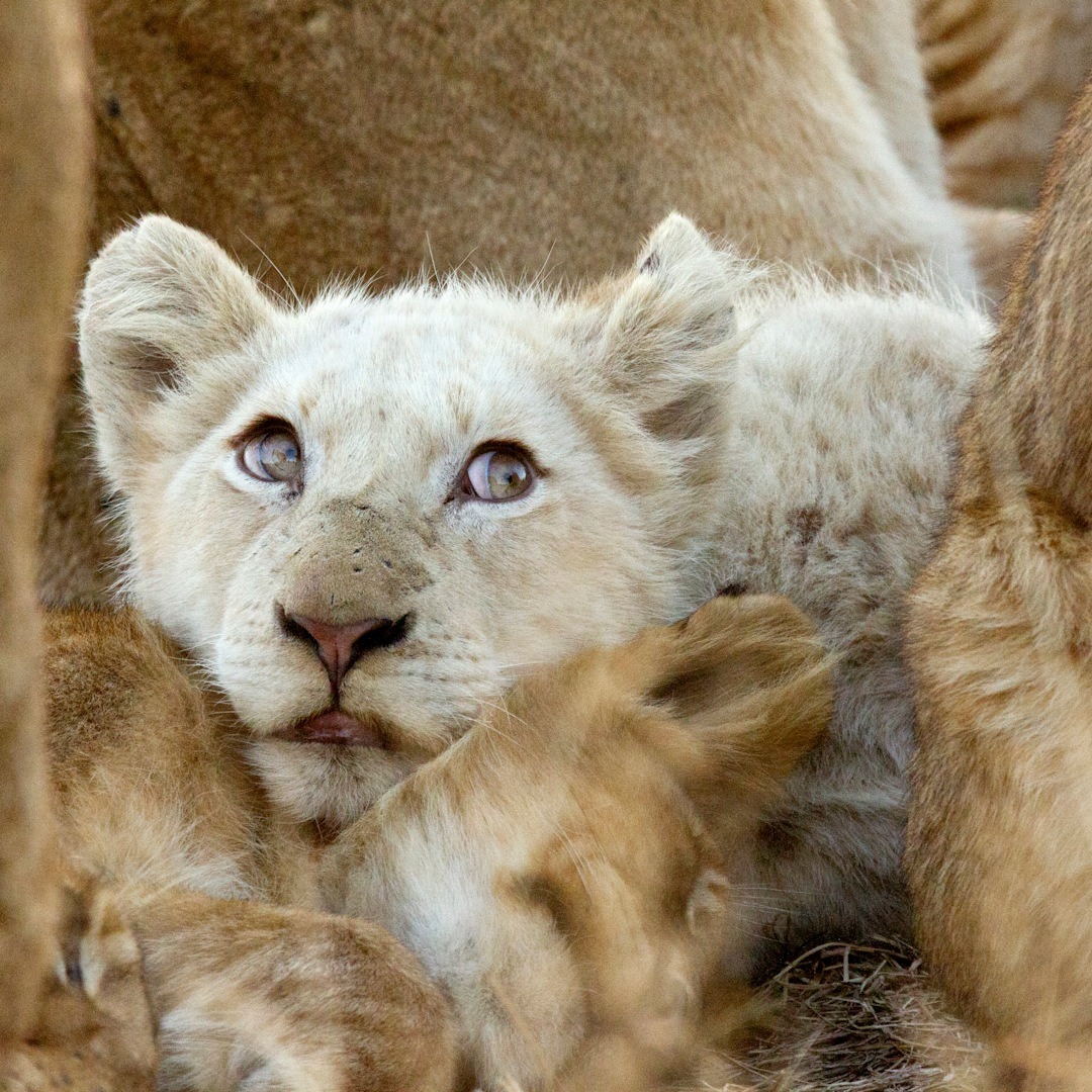 Discover &Beyond Ngala Safari Lodge, South Africa