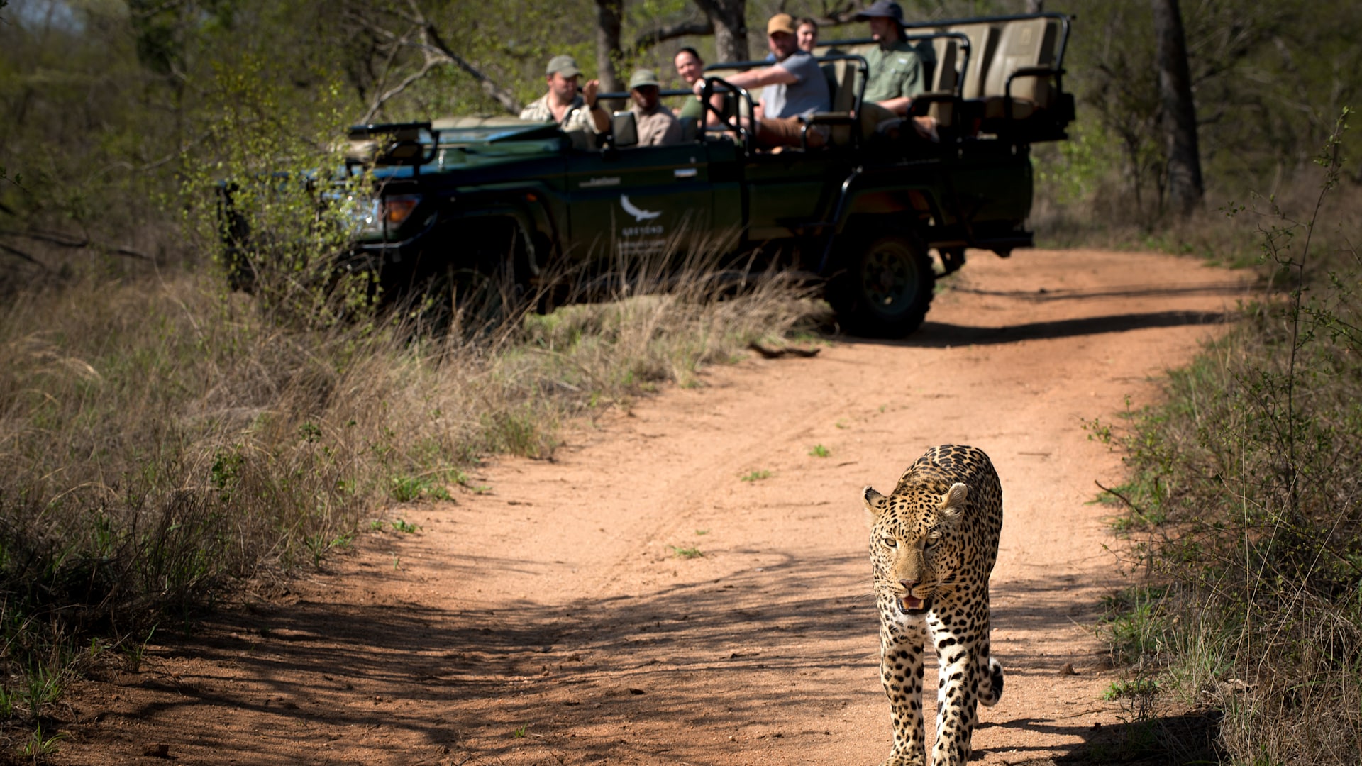 A leopard approaching the safari vehicle | &Beyond WILDwatch