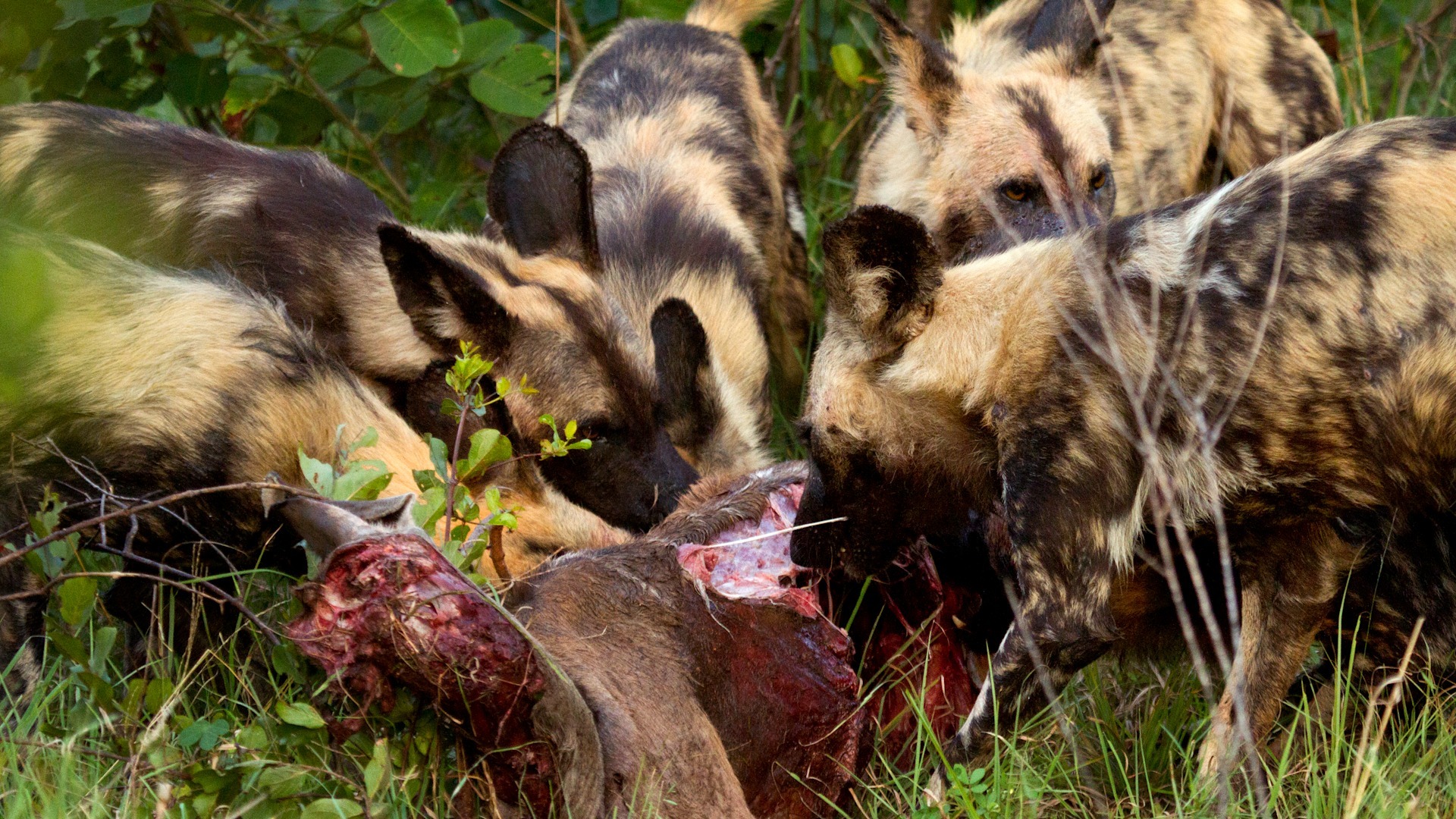 A coalition of wild dogs and lions feeding on kill | Luxury African ...
