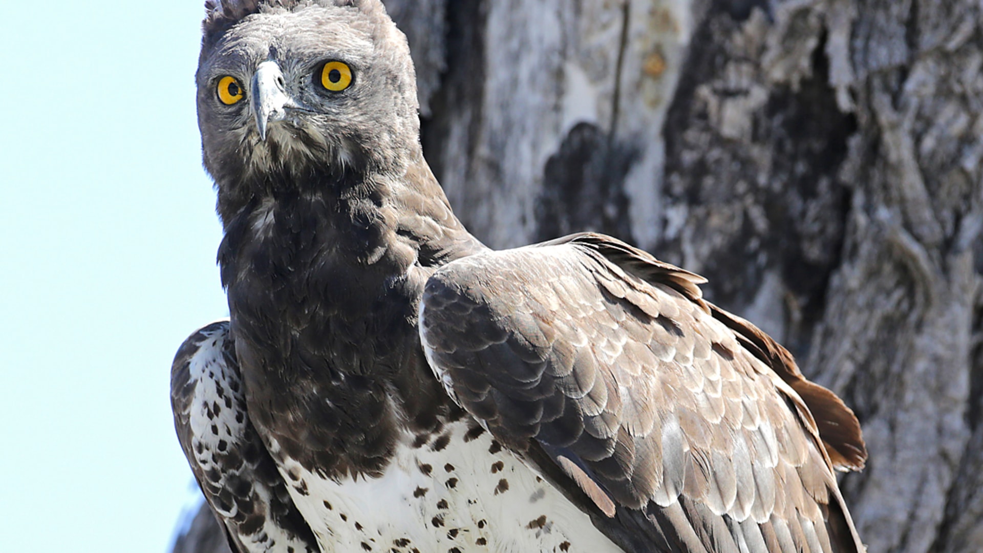 A powerful adult female martial eagle | Luxury African Safaris,South America & South Asia Tours ...