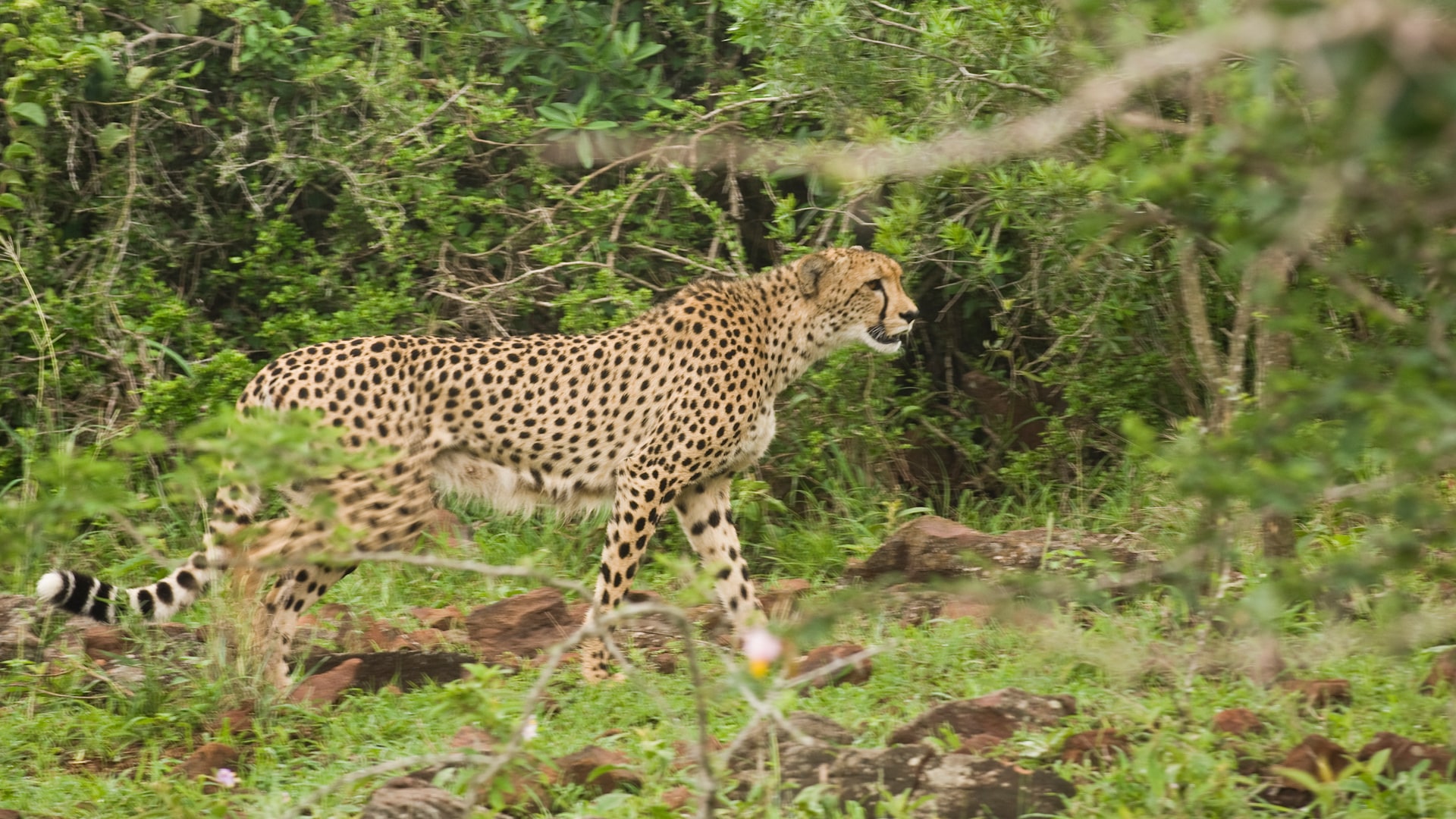 Cheetah chasing an impala | Luxury African Safaris,South America ...