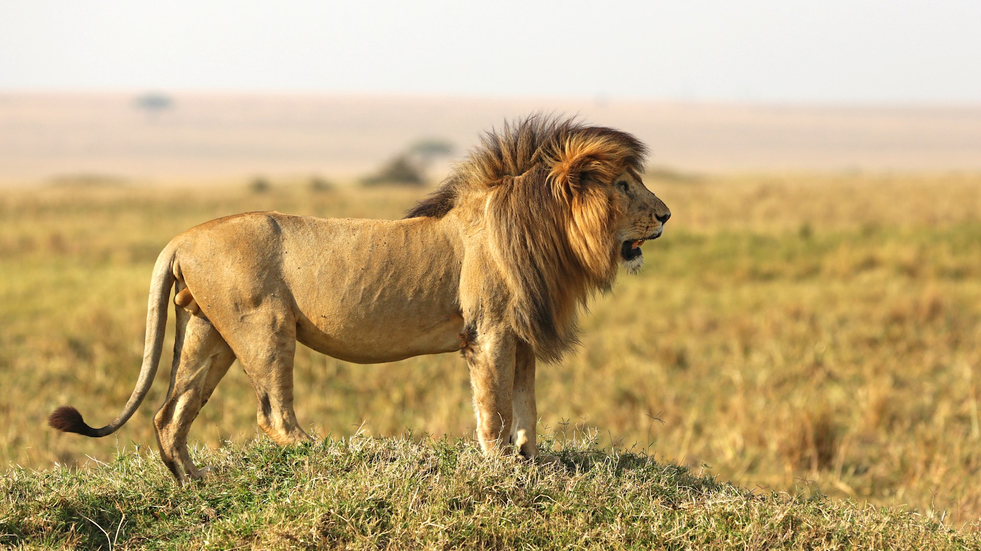 Lion taking a stroll after a hearty meal | Luxury African Safaris,South ...