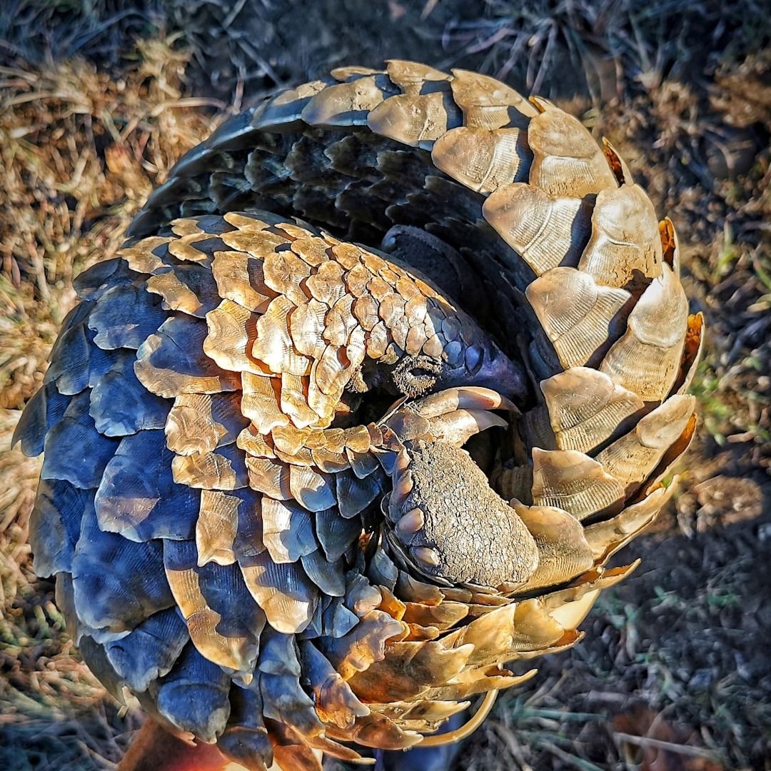 Pangolin Balled Up