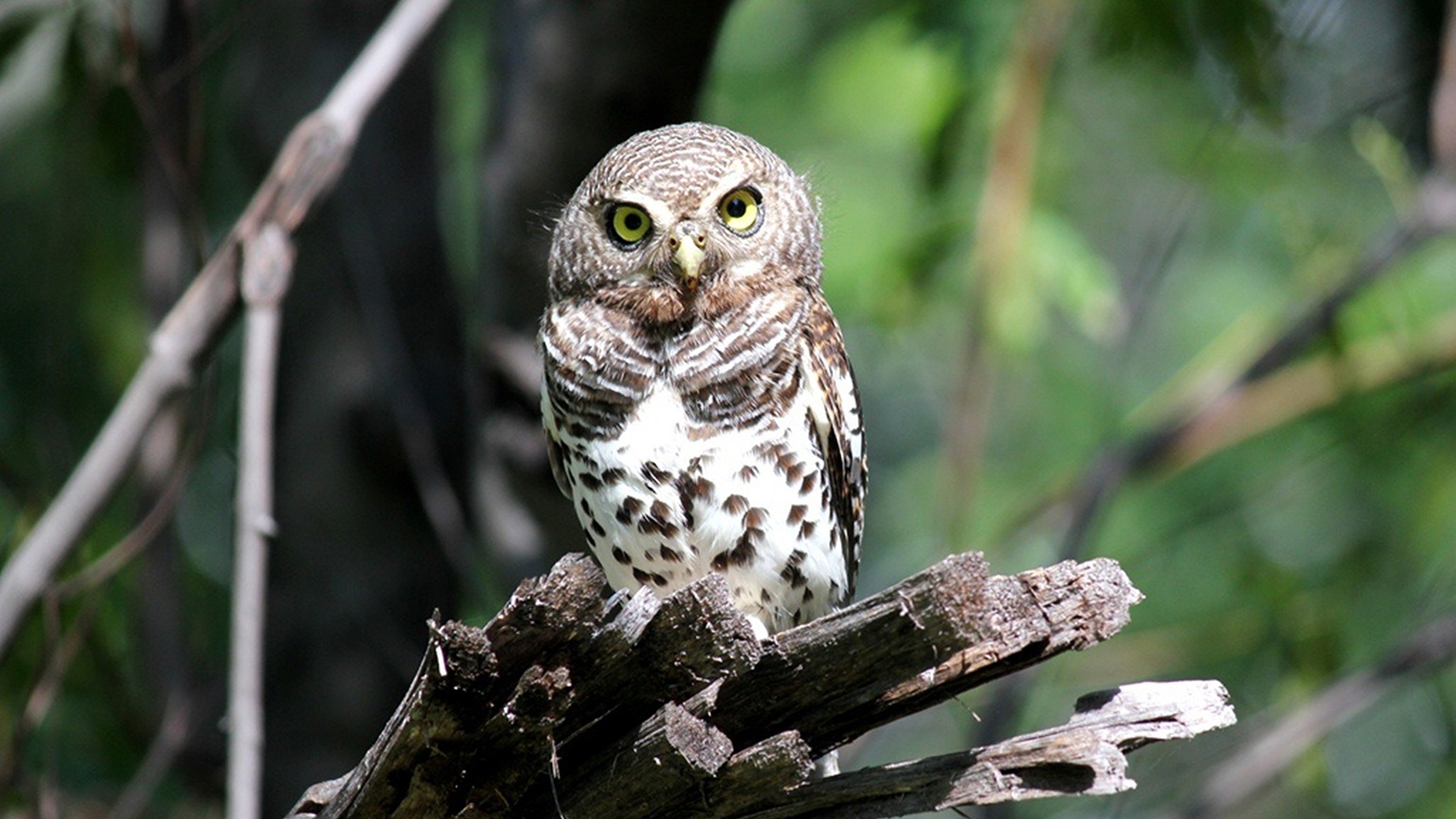 Birding safari | Native Bird Species | Okonjima | andBeyond
