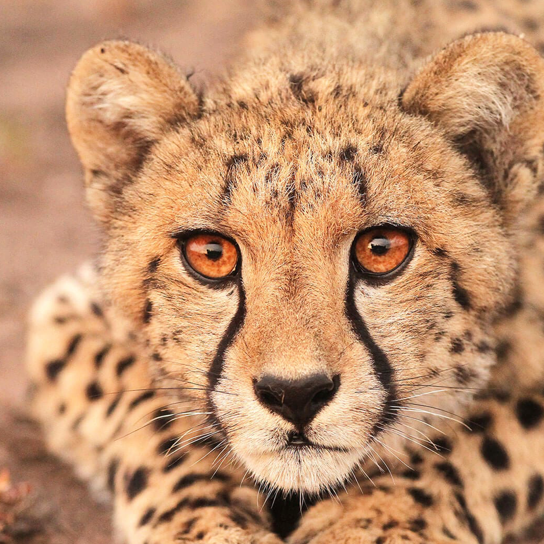 Cheetah Behavior