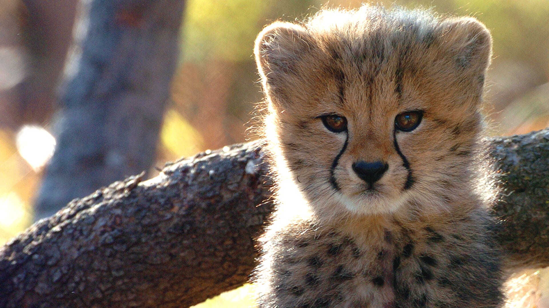 Cheetah Cub Face CHEETAH CUB FACE CLOSE