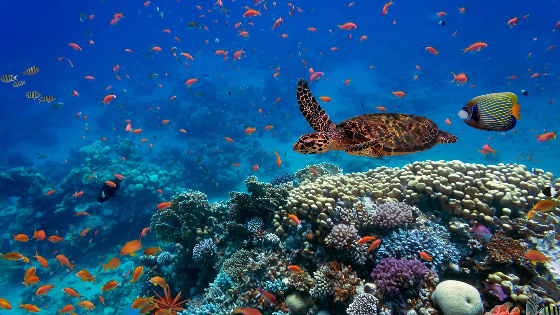 Coral Reef Turtles