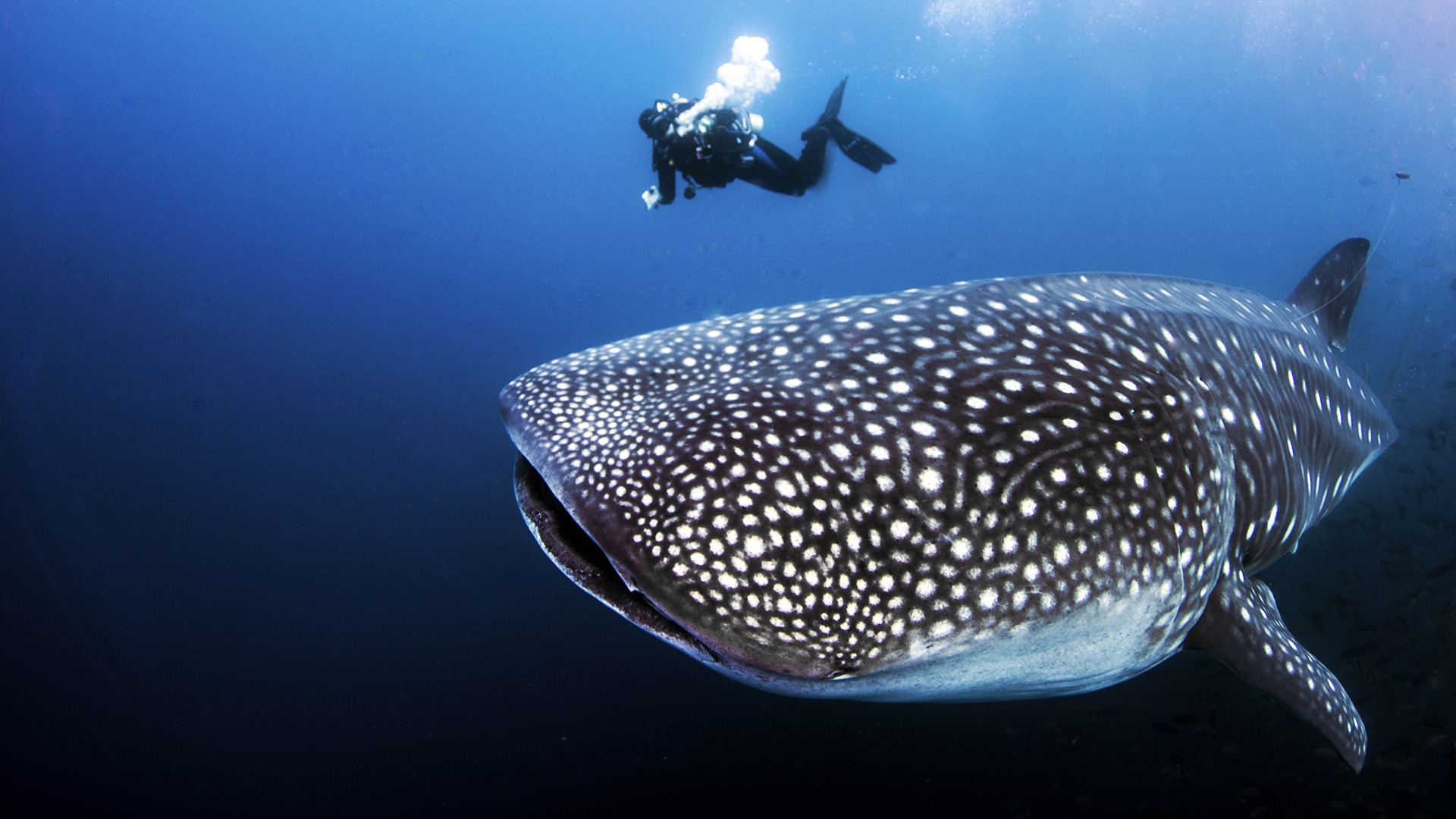 Scuba Diving Galapagos Islands