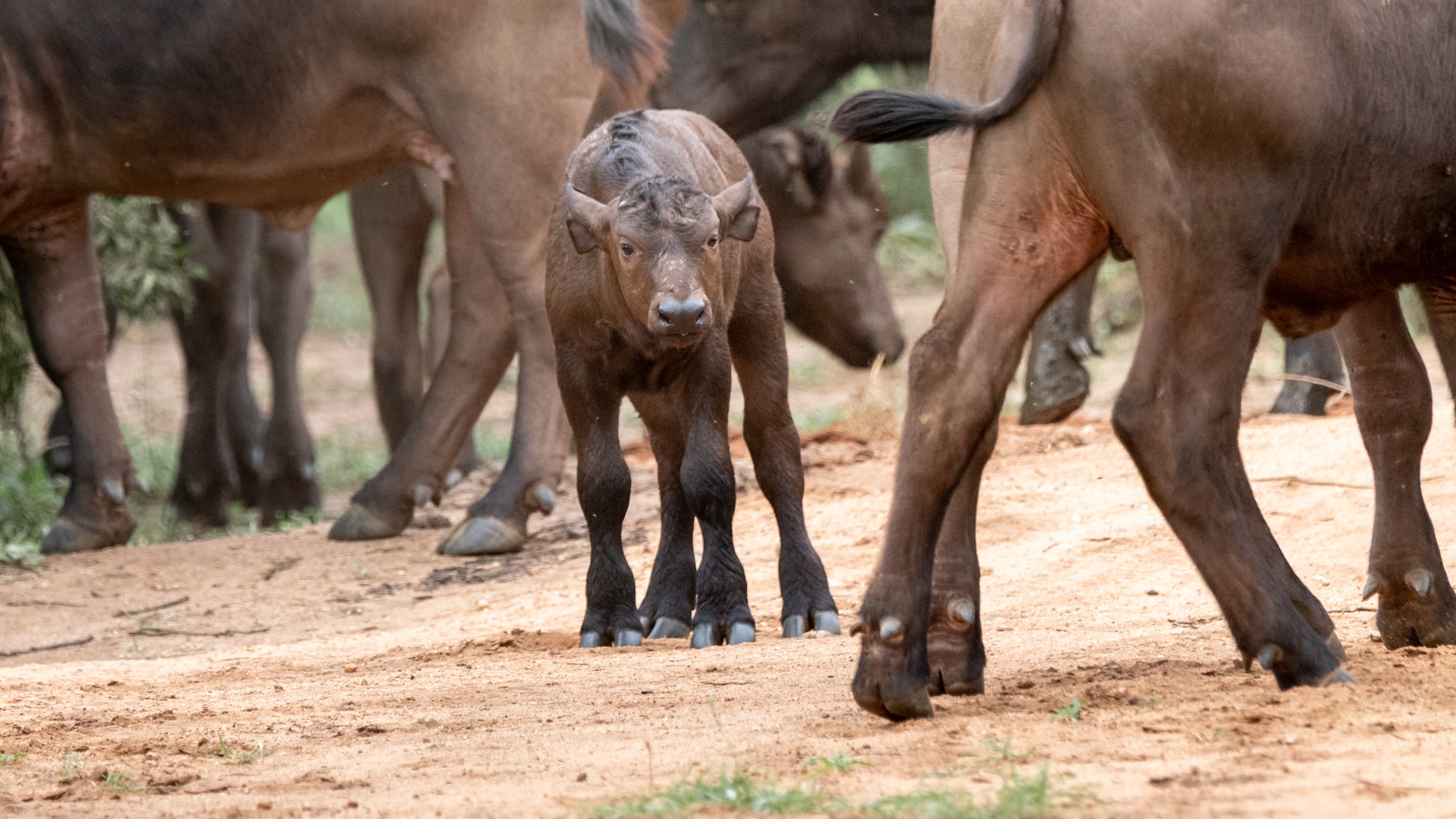 A buffalo calf taking its first few steps | Luxury African Safaris ...