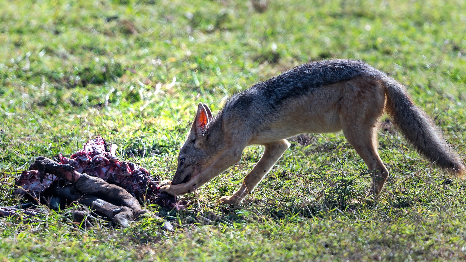 A black-backed jackal feeding on a carcass | Luxury African Safaris ...
