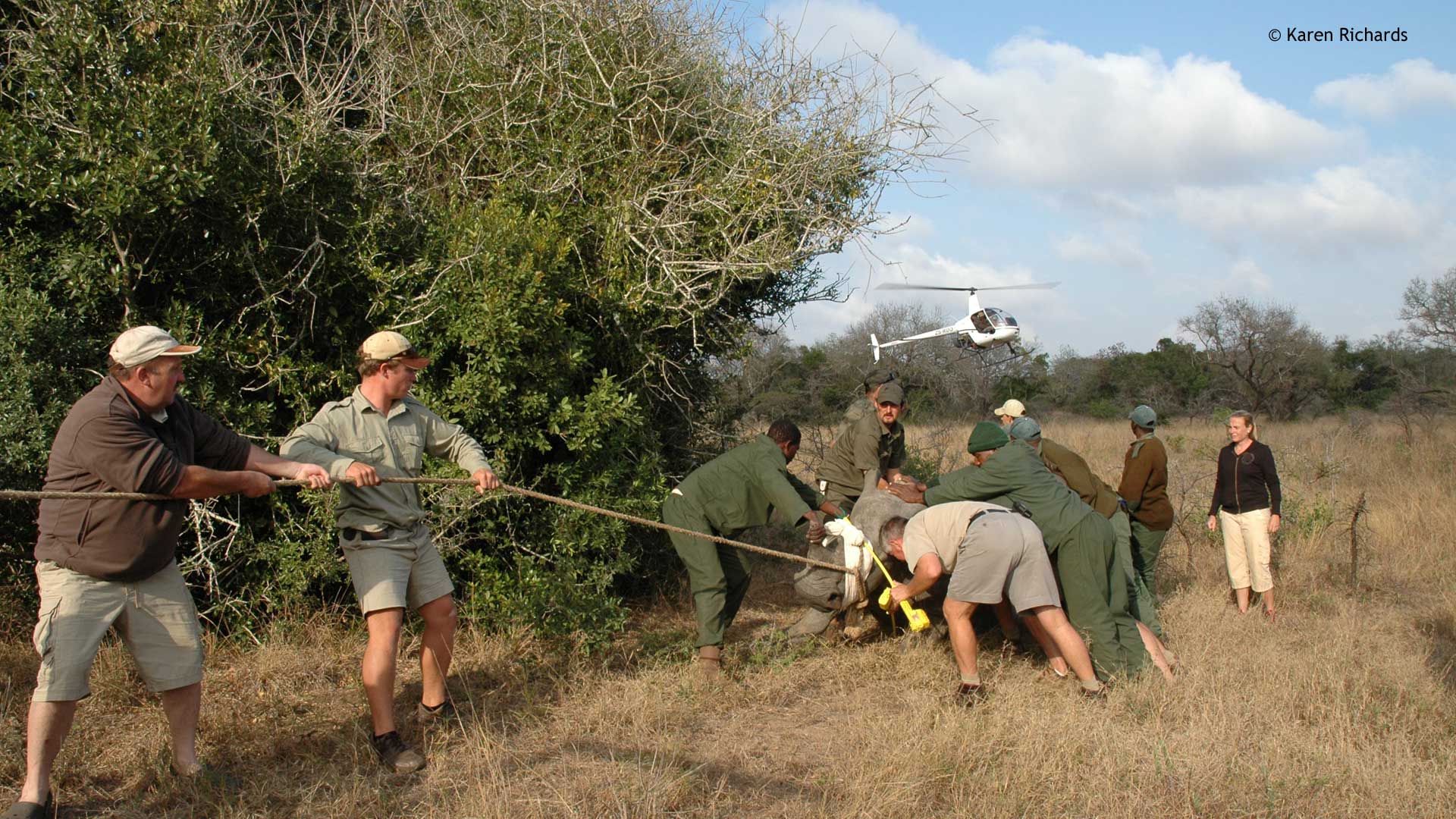 Catching a Rhino or Three at Phinda | Karen Richards | andBeyond