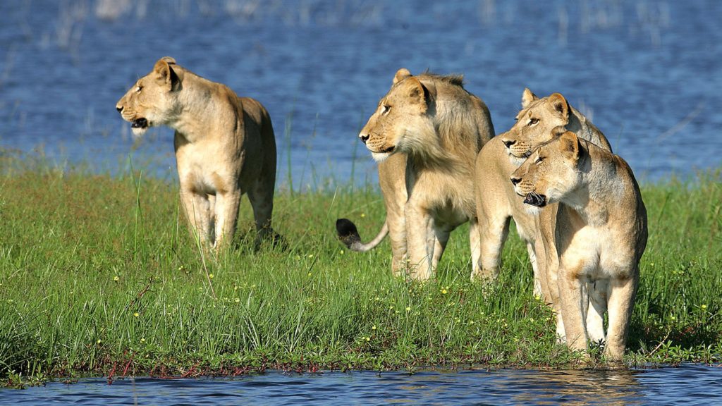 Luxury Botswana Safari | Botswana Safari Lodges | andBeyond