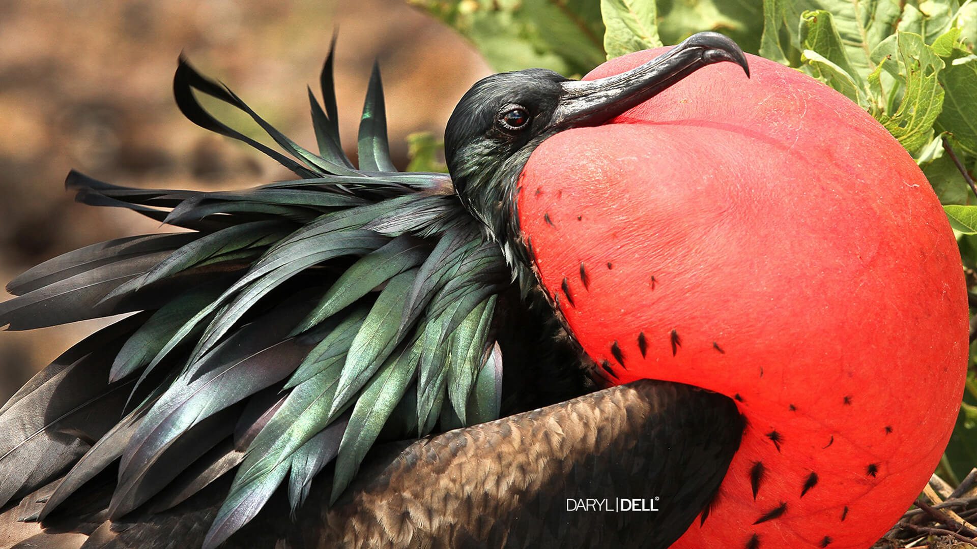 We’ve Discovered a New Species | andBeyond Guide Daryl Dell