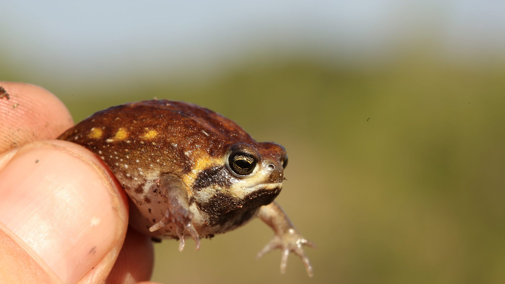 We’ve Discovered a New Species | andBeyond Guide Daryl Dell