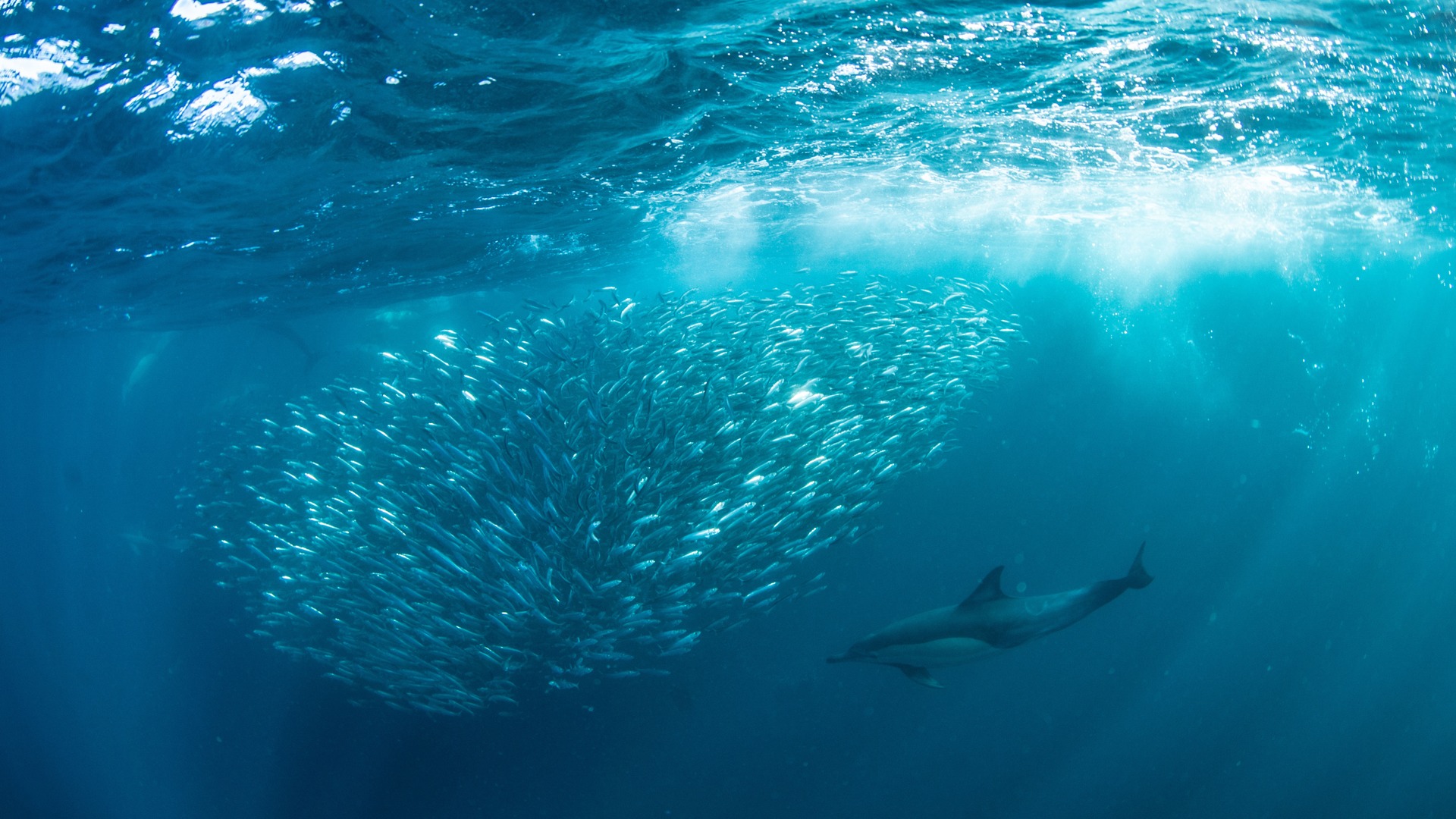 The Greatest Marine Migration Expedition | 10 Day Sardine Run Tour