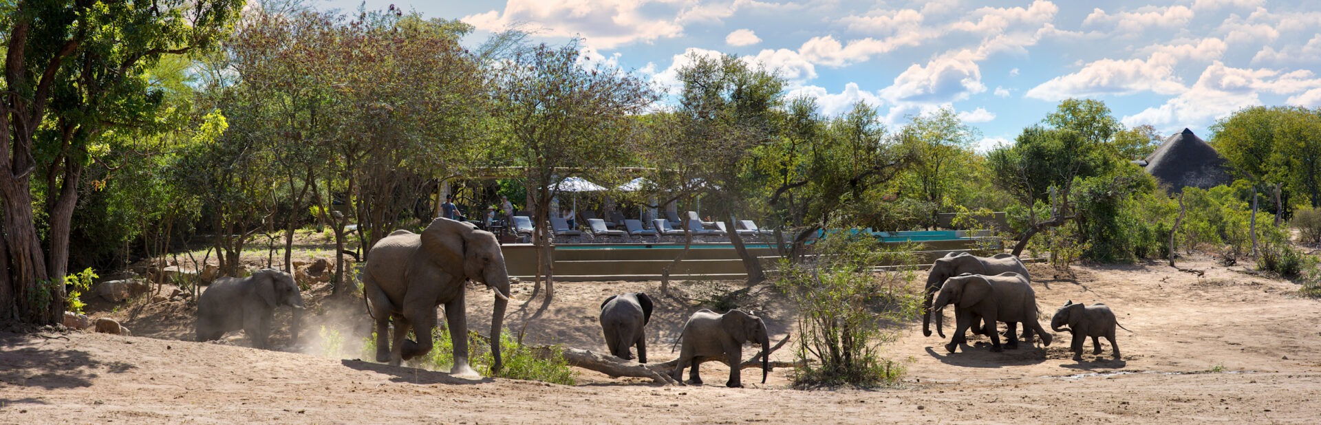 Take a look at &Beyond Ngala Safari Lodge, South Africa