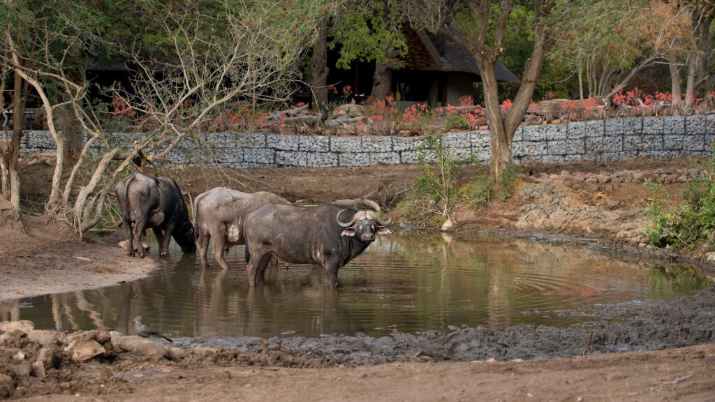 Take a look at &Beyond Ngala Safari Lodge, South Africa