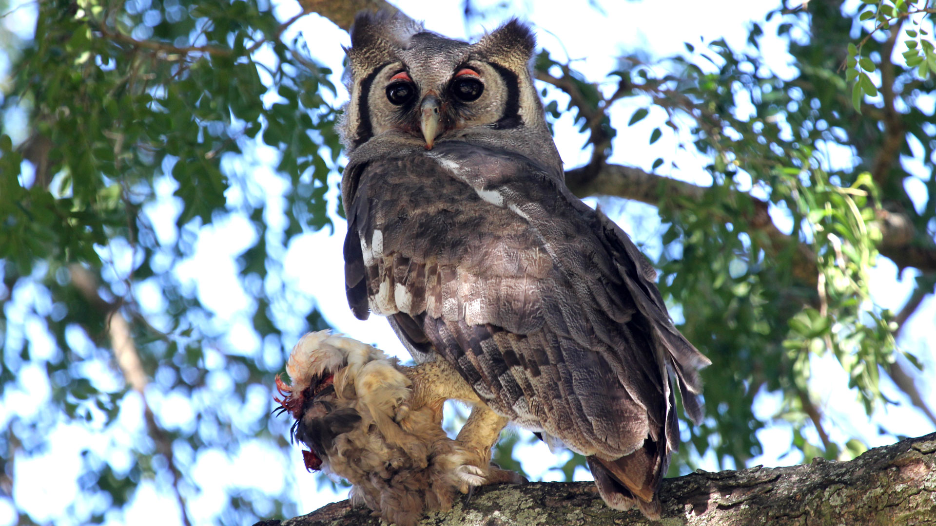 Birding safari | Native Bird Species | Okonjima | andBeyond