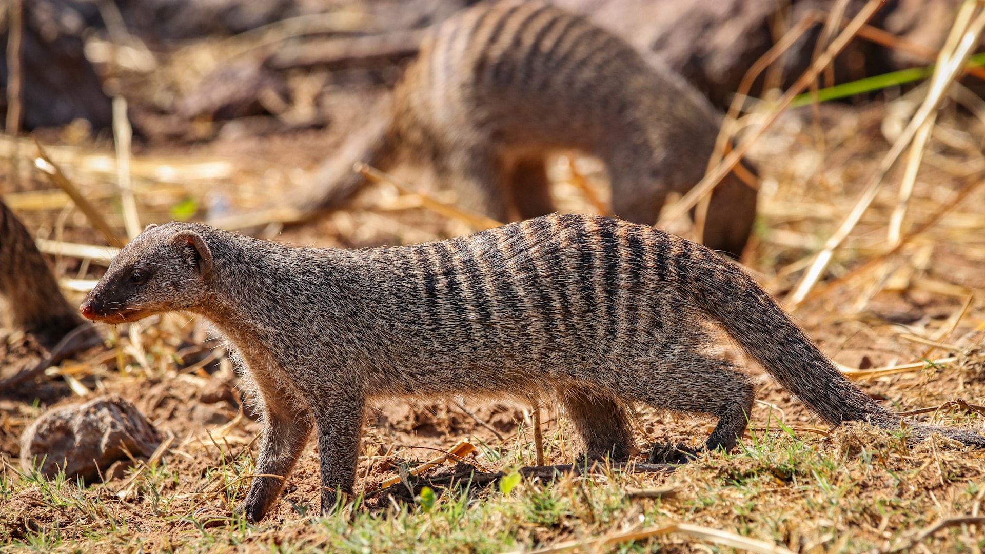 Banded Mongoose