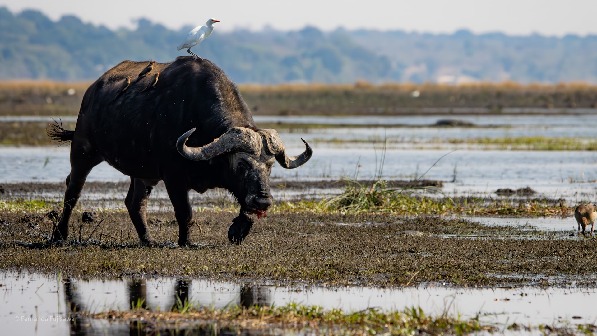 Buffalo enjoy Chobe River | Luxury African Safaris,South America ...