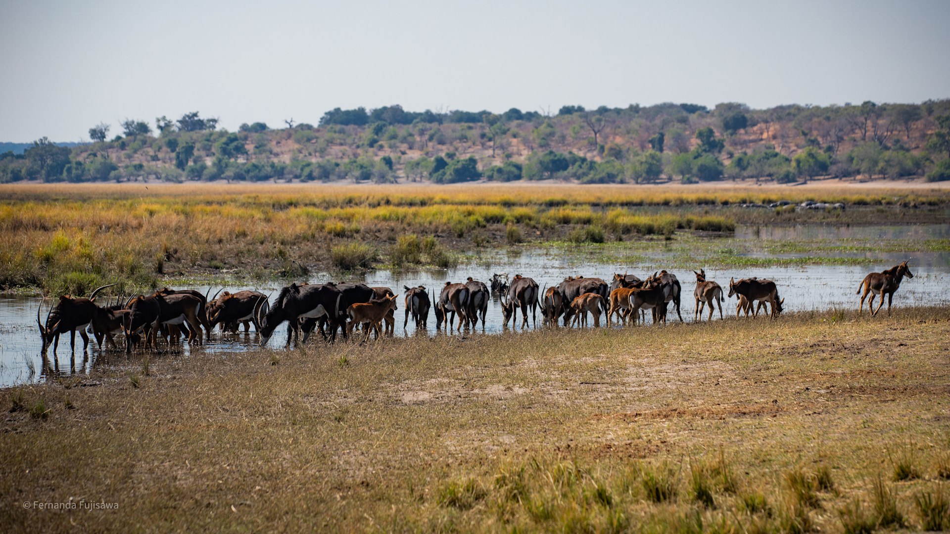 Sable antelope | Luxury African Safaris,South America & South Asia ...