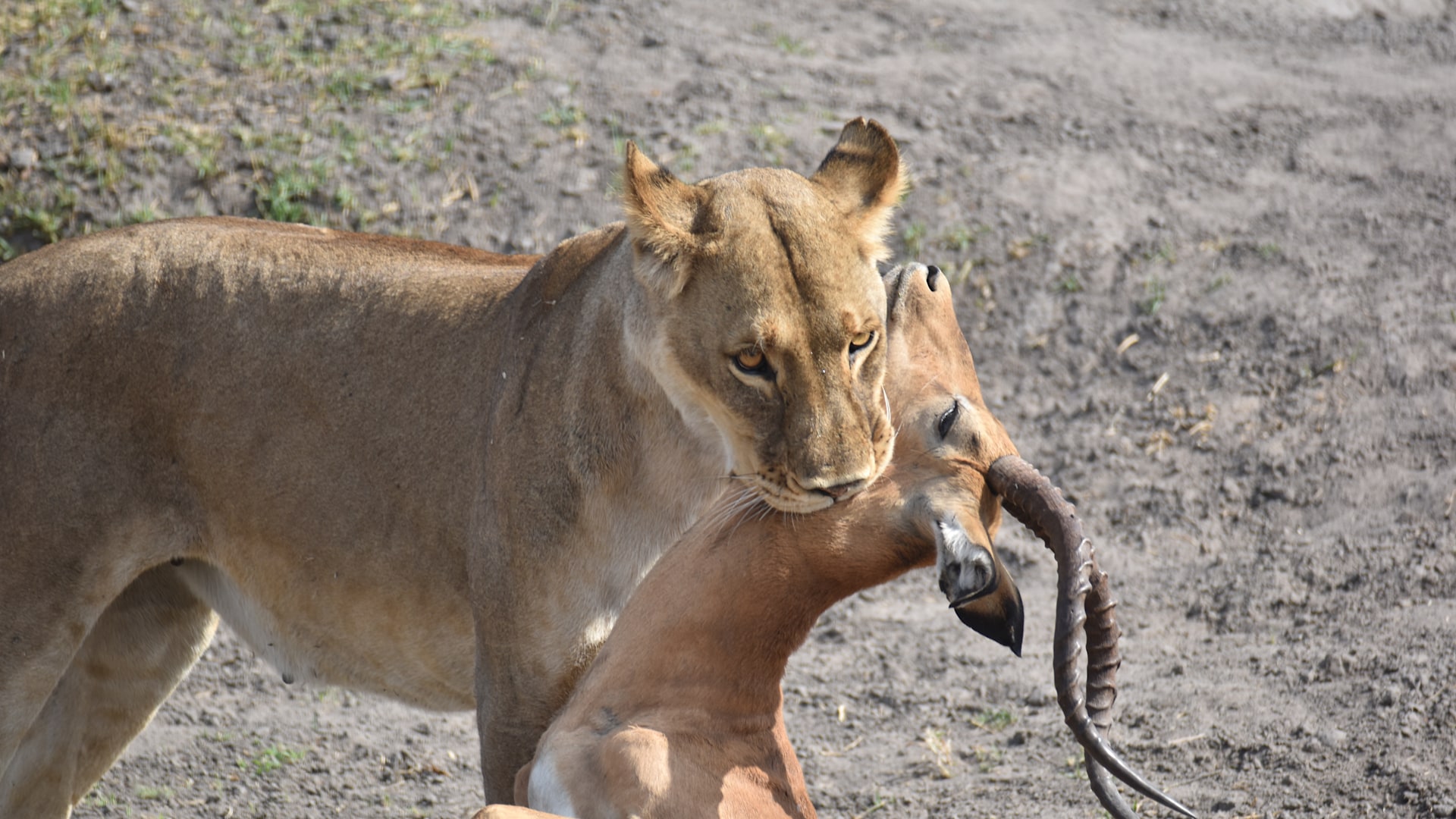 Lioness Hunting Lioness Hunting Open Plains