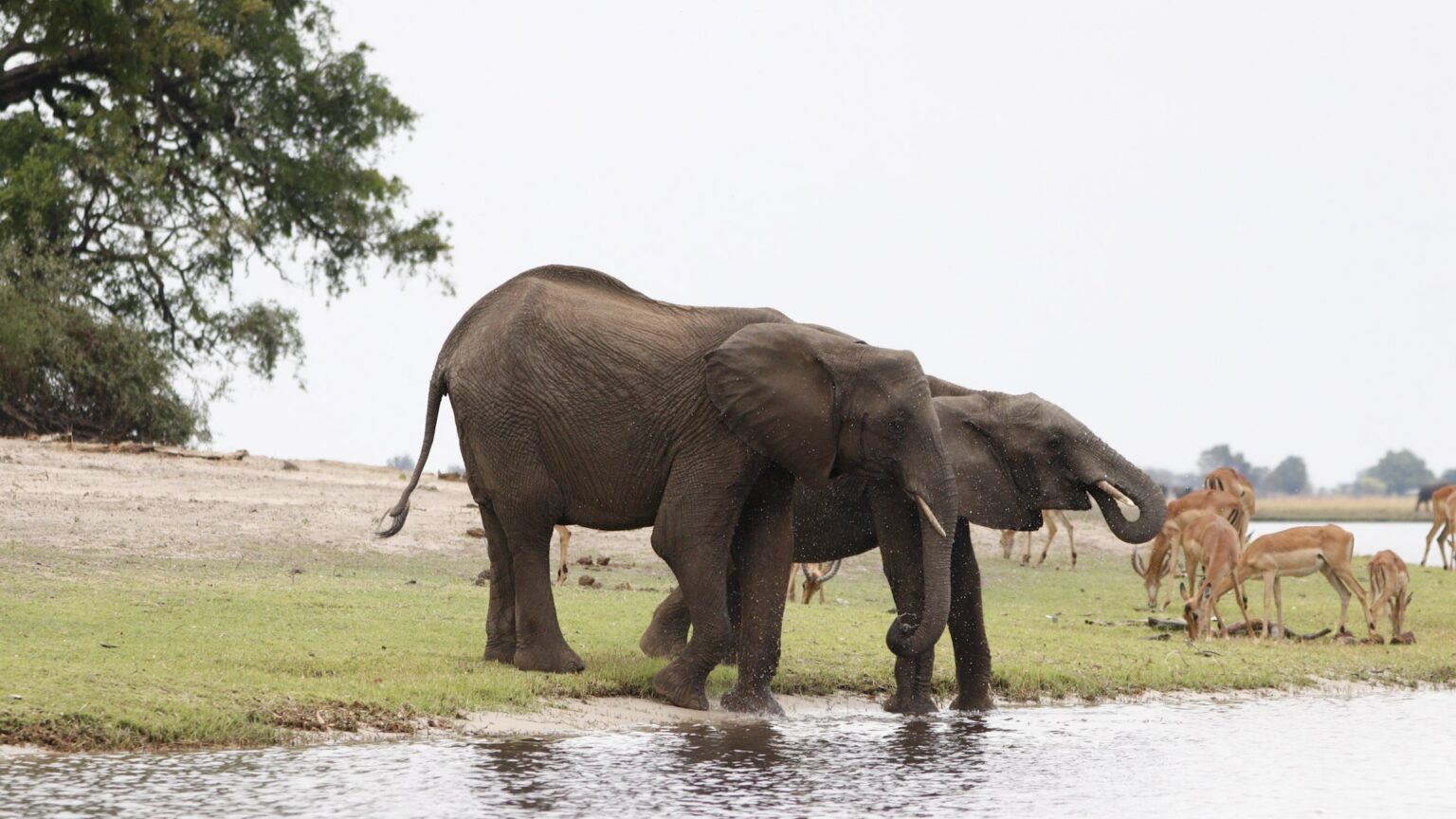 Elephants crossing the Chobe River | Luxury African Safaris,South ...
