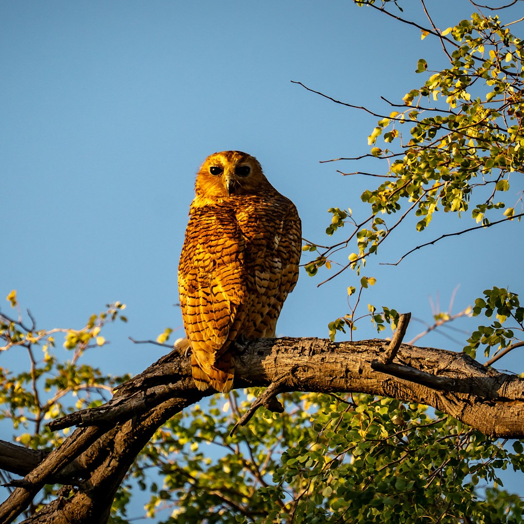 Stay at &Beyond Sandibe & Nxabega Under Canvas, Botswana