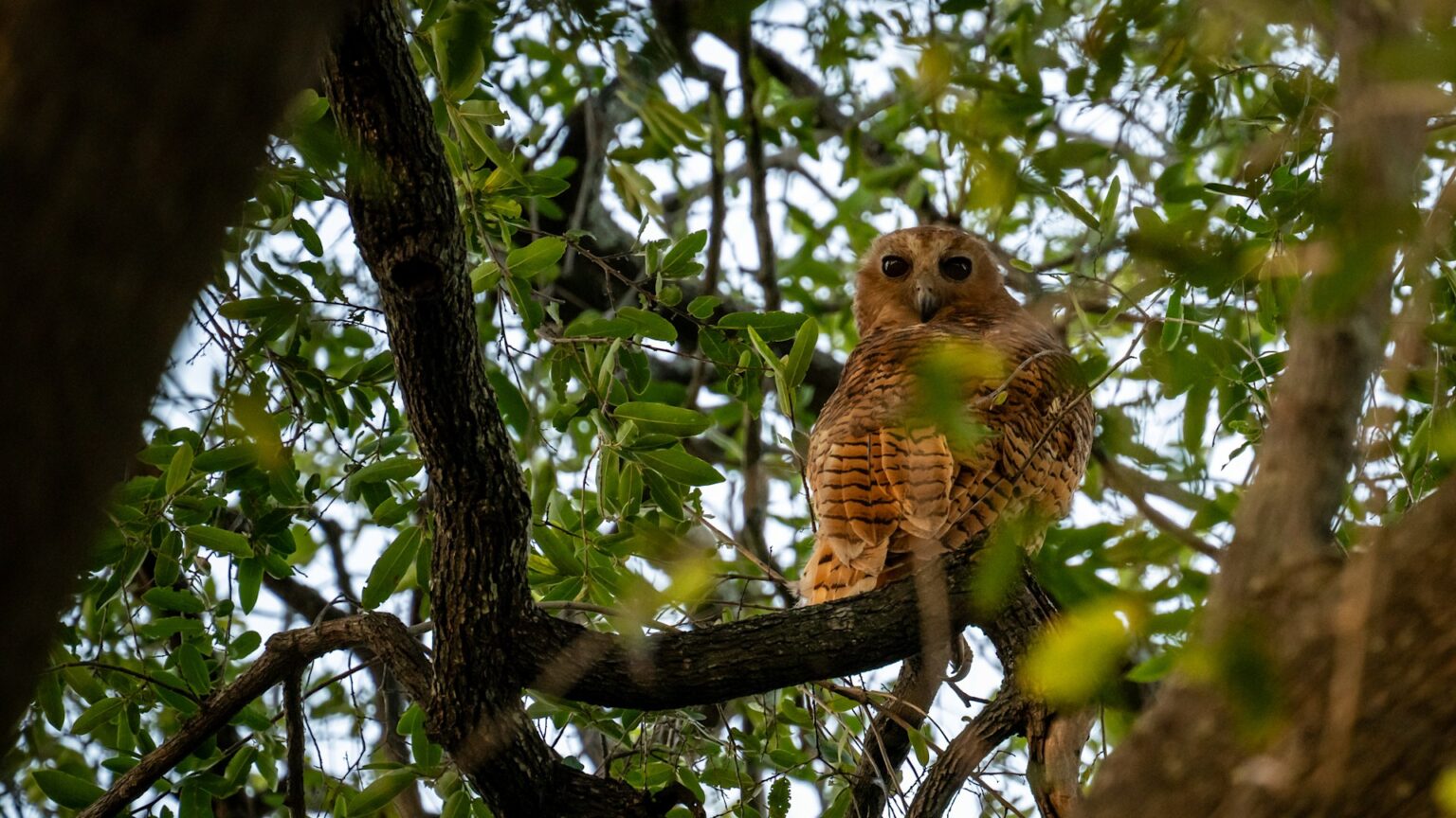 Take a look at Sandibe & Nxabega Under Canvas, Botswana
