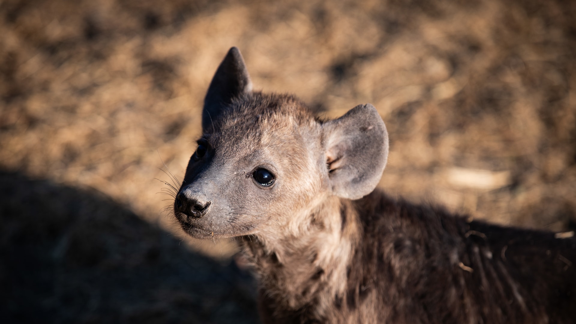 Hyena cub investigates car | Luxury African Safaris,South America ...