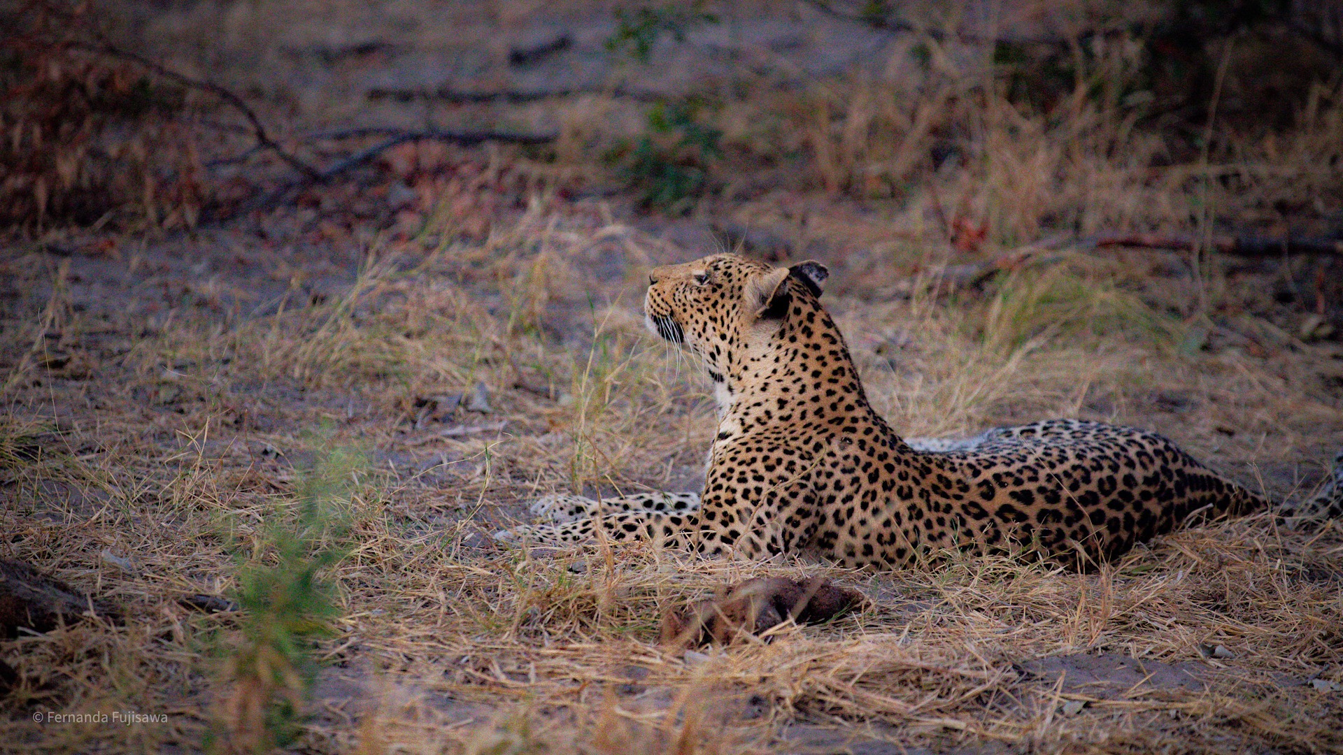 Young leopard enjoys a post-meal siesta | Luxury African Safaris,South ...