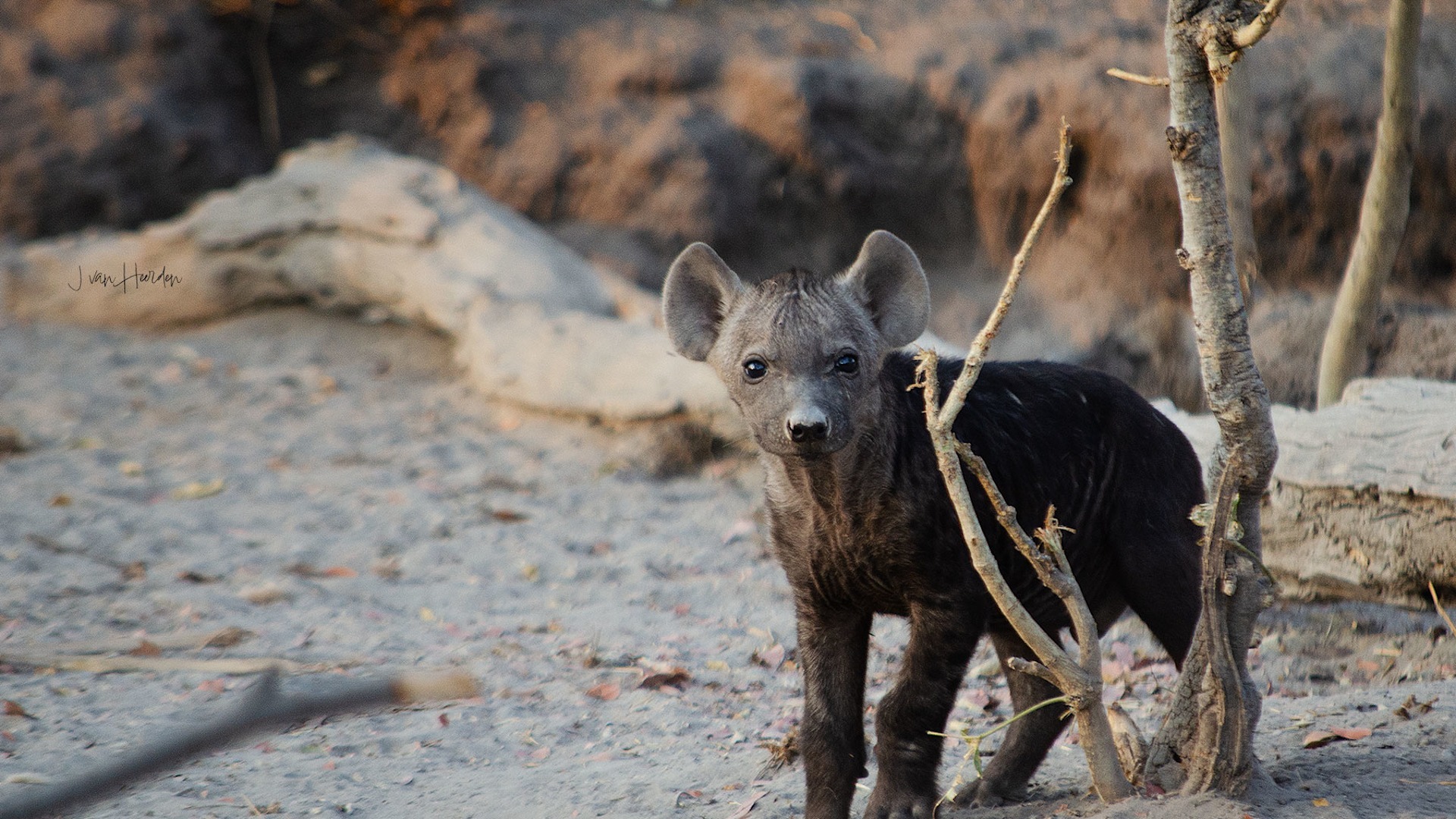 Hyena Cub What's In A Name? The New York Times