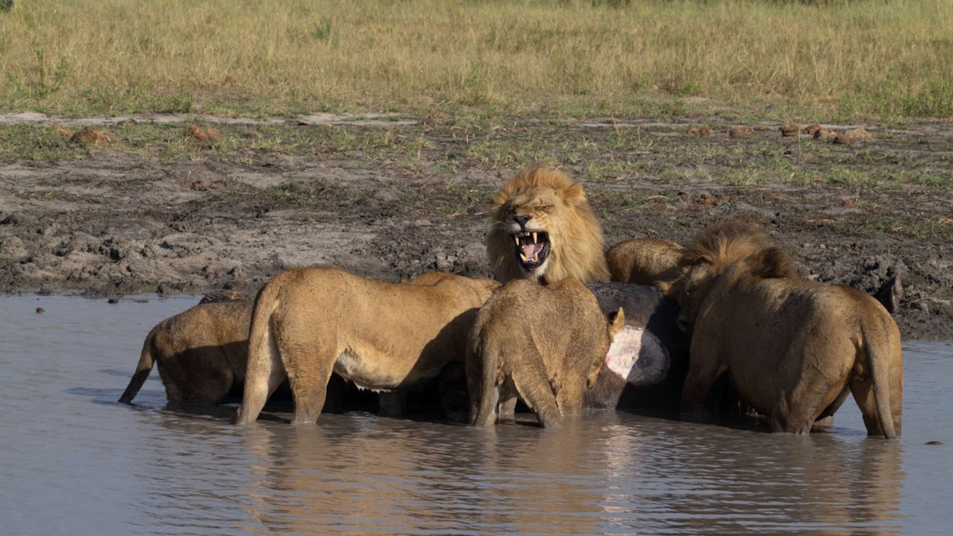 Lions feeding on a kill in a water hole | Luxury African Safaris,South ...