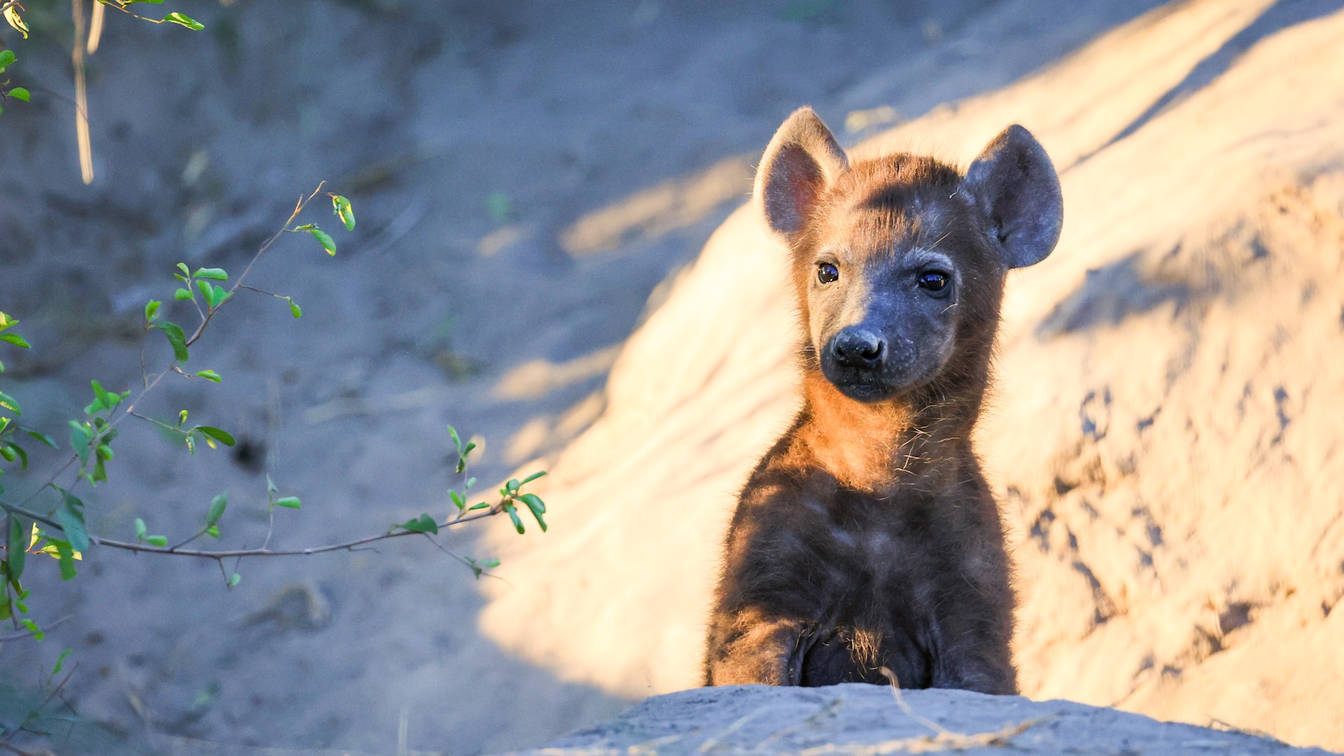 African Baby Hyena