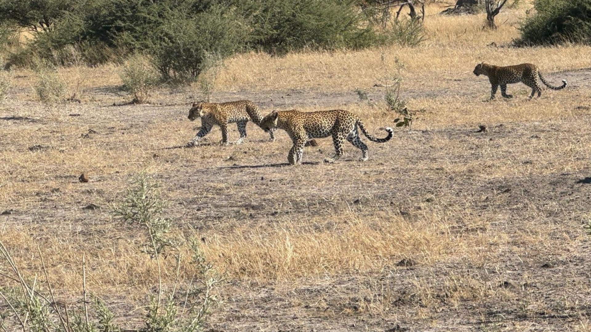 Leopards drinking, lounging under a tree, and strolling | Luxury ...