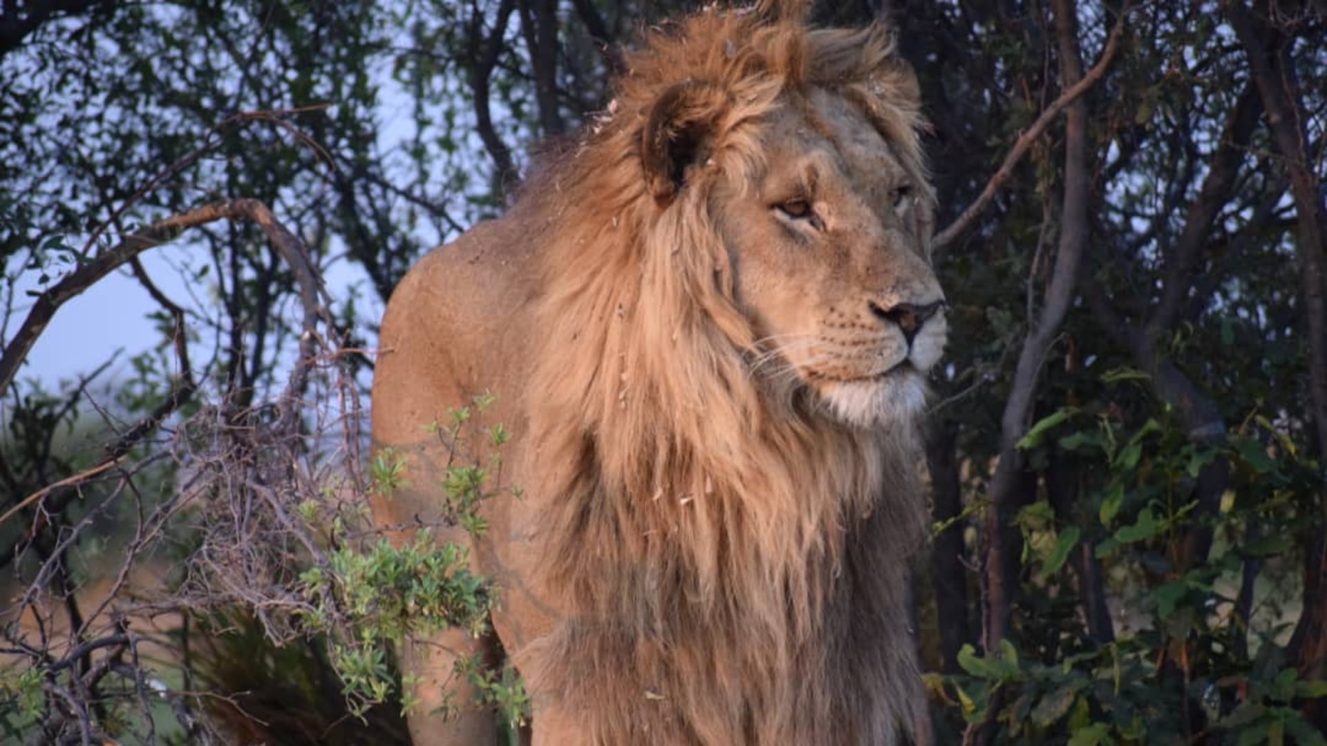 Lion roaming around the wild | Luxury African Safaris,South America ...