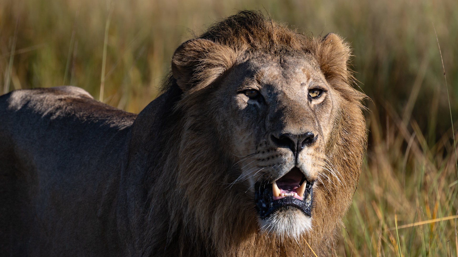 Perfectly poised male lion | &Beyond WILDwatch