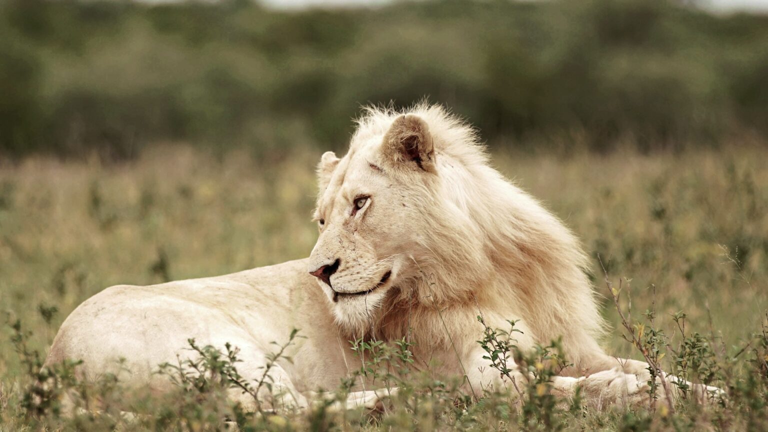 White Lions in the Wild | &Beyond Ngala Private Game Reserve
