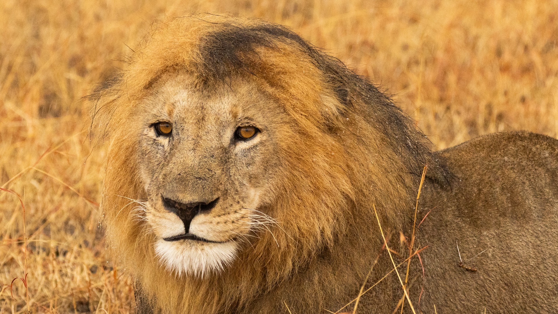 A collection of lion prides | Luxury African Safaris,South America ...