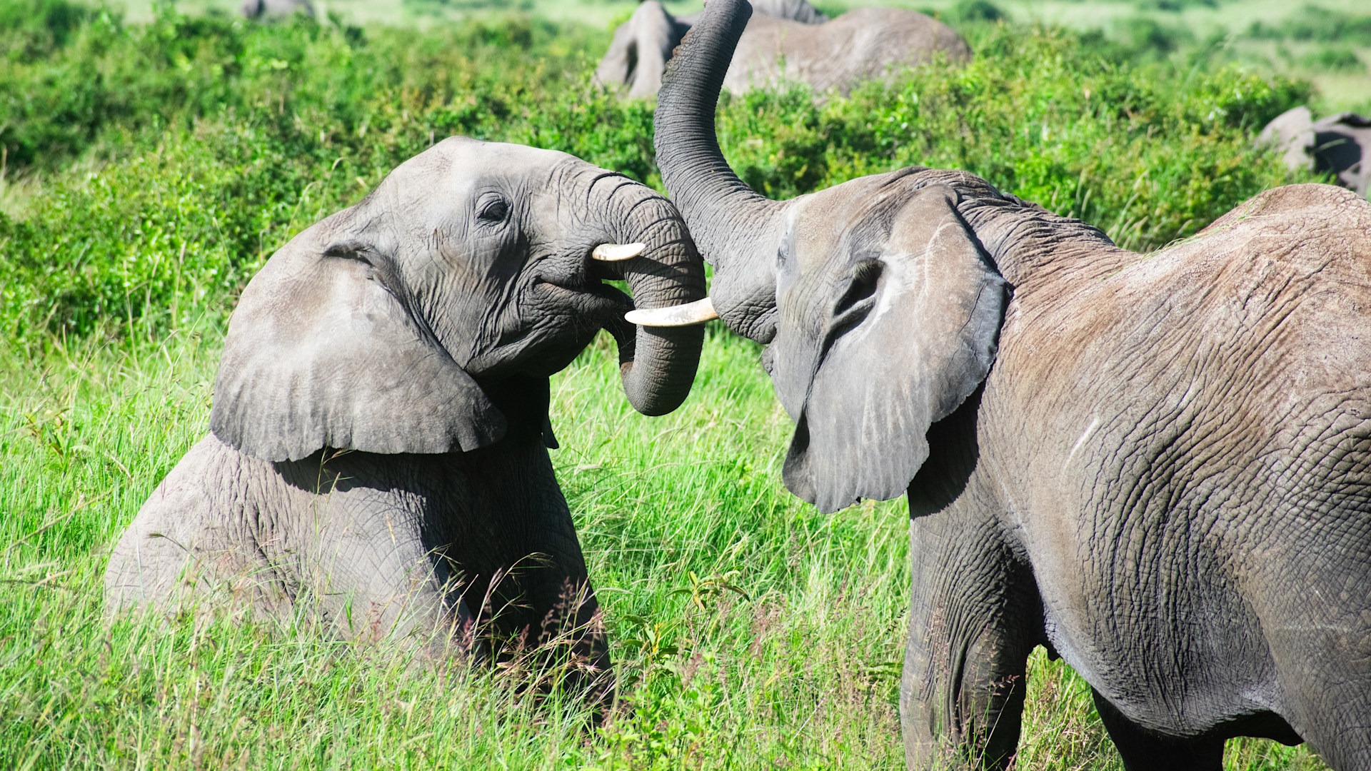 Elephant calves tussling in the grass | &Beyond WILDwatch