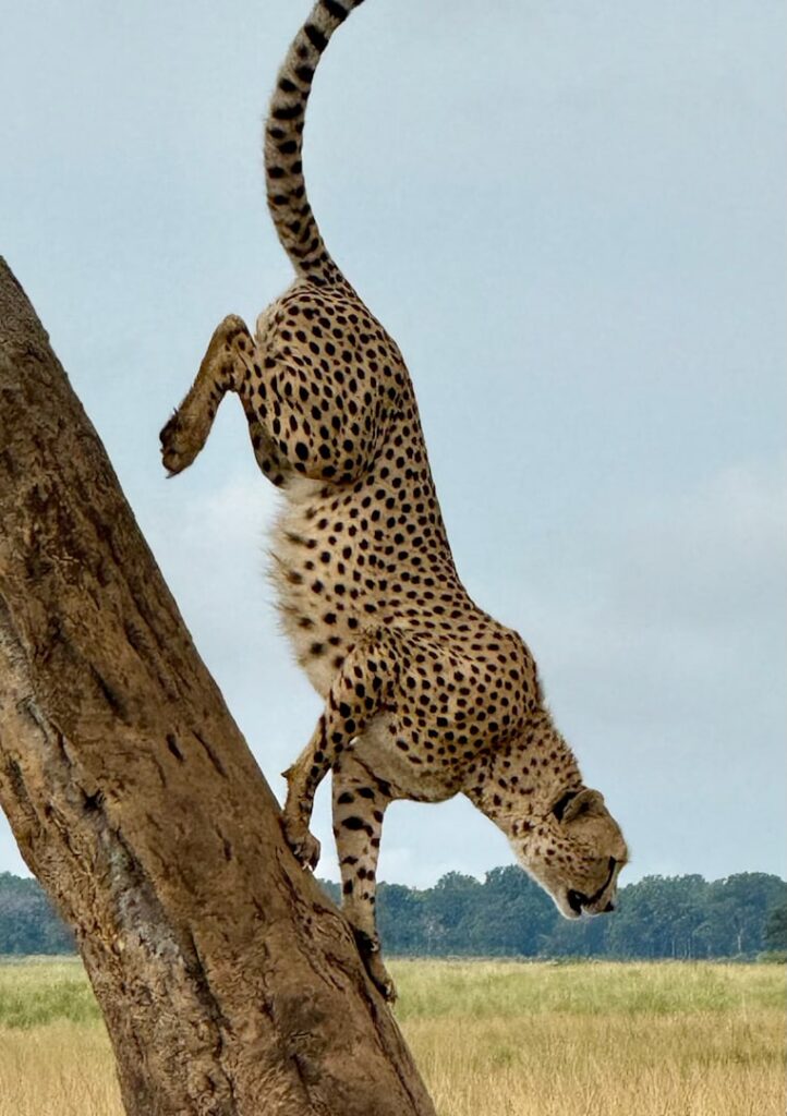 Cheetah brothers on the move | &Beyond WILDwatch