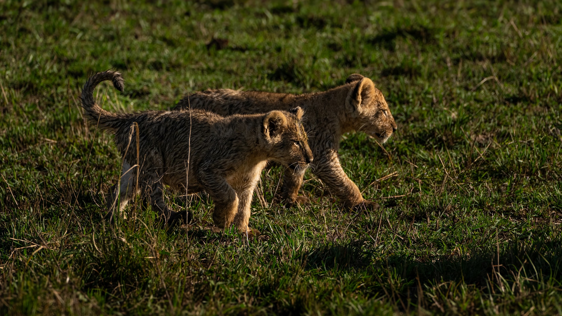 Lioness and cubs taking a stroll | Luxury African Safaris,South America ...
