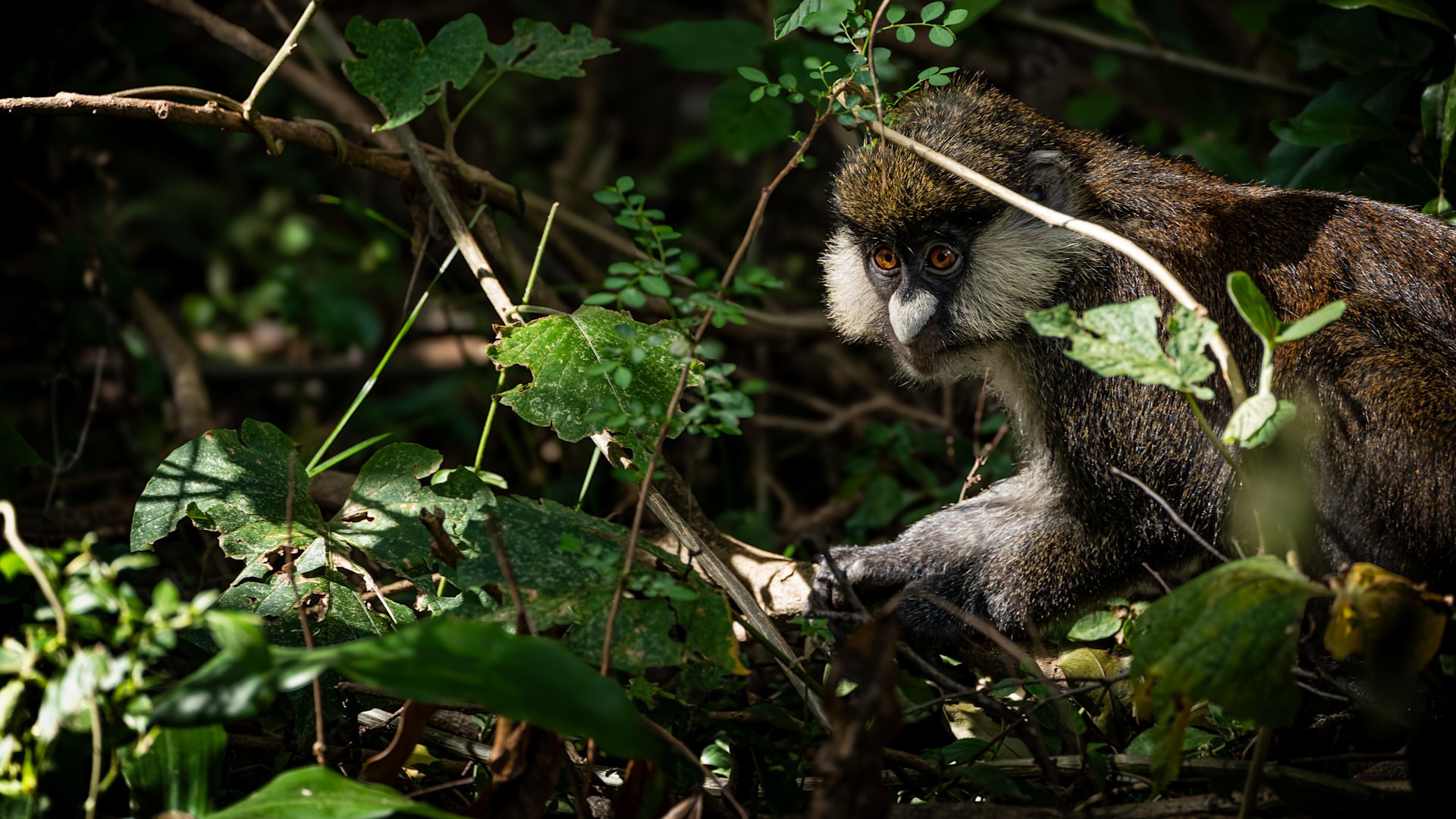Red-tailed monkeys foraging amongst the leaves | Luxury African Safaris ...