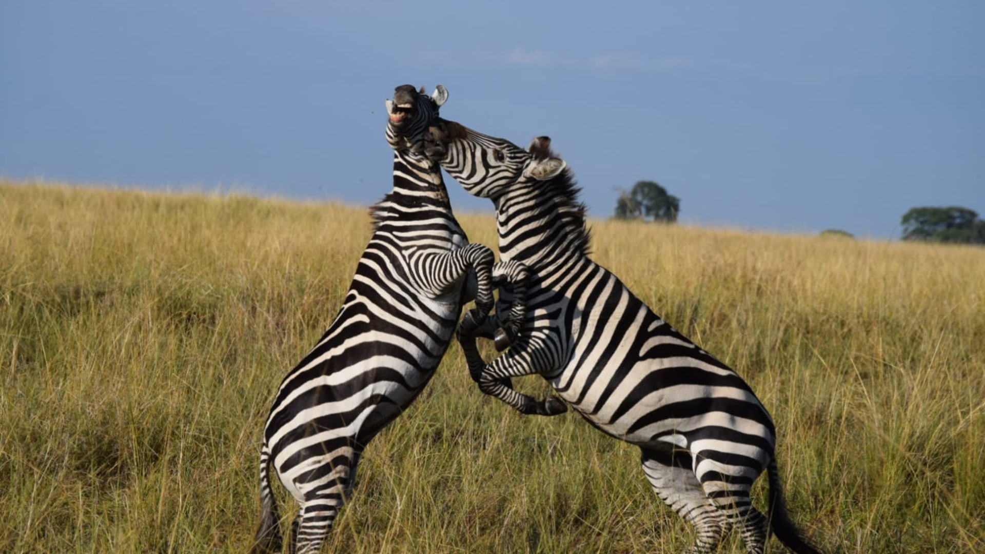 Zebras fighting – Luxury African Safaris,South America & South Asia ...