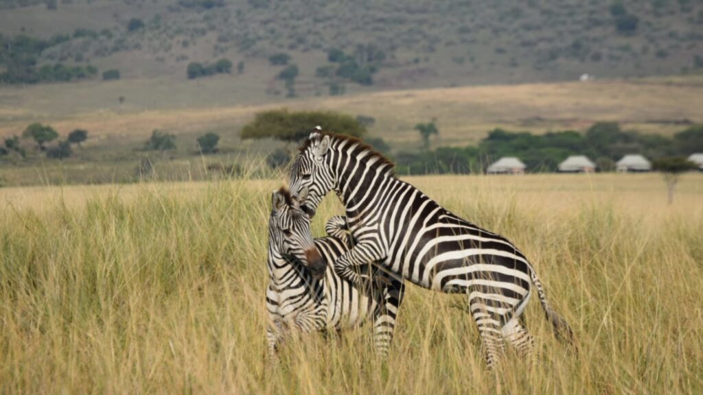 Zebras fighting – Luxury African Safaris,South America & South Asia Tours|andBeyond