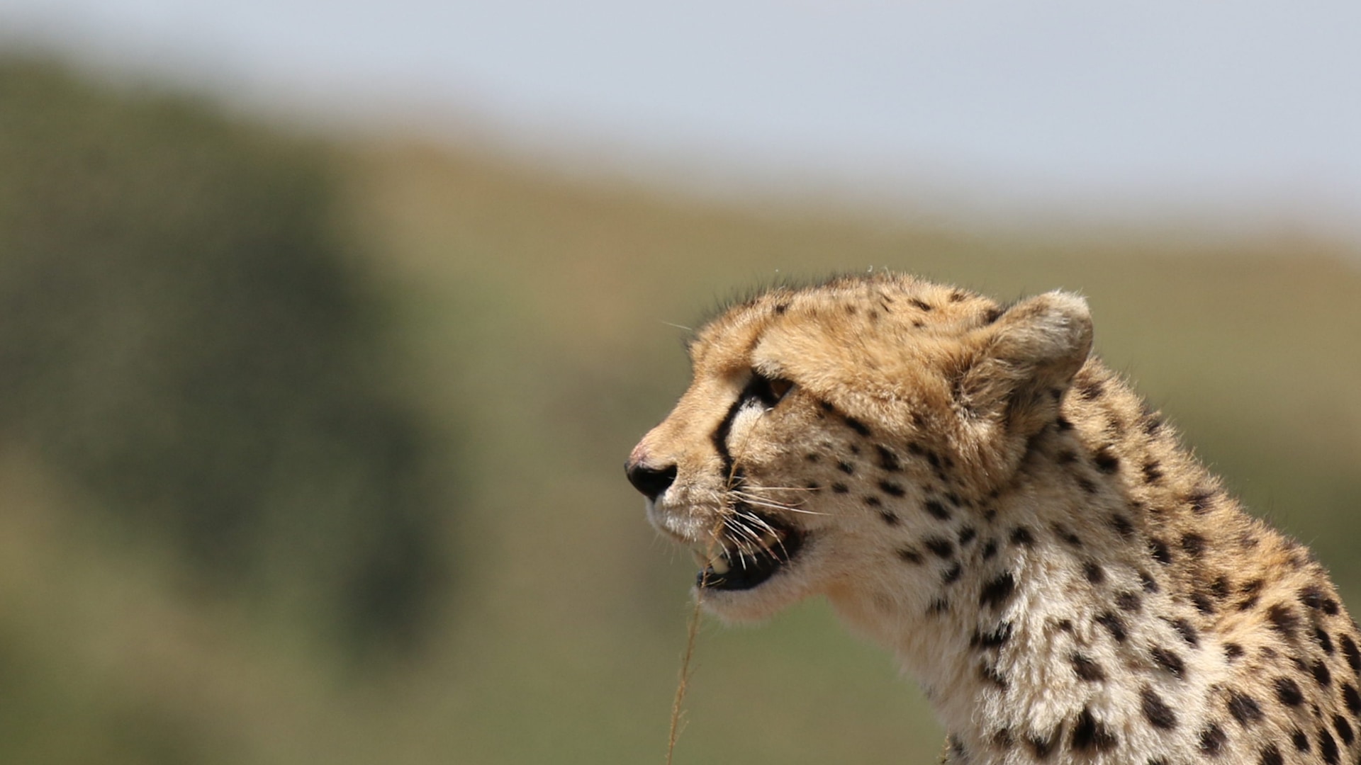 Cheetah graces the plains | Luxury African Safaris,South America & South Asia Tours|andBeyond