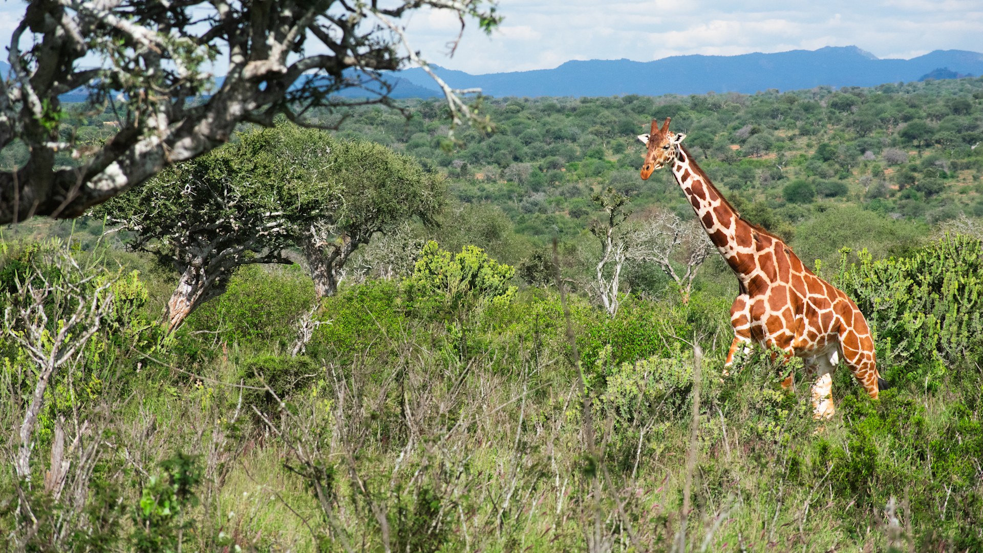 Reticulated giraffe loom above savanna | &Beyond WILDwatch