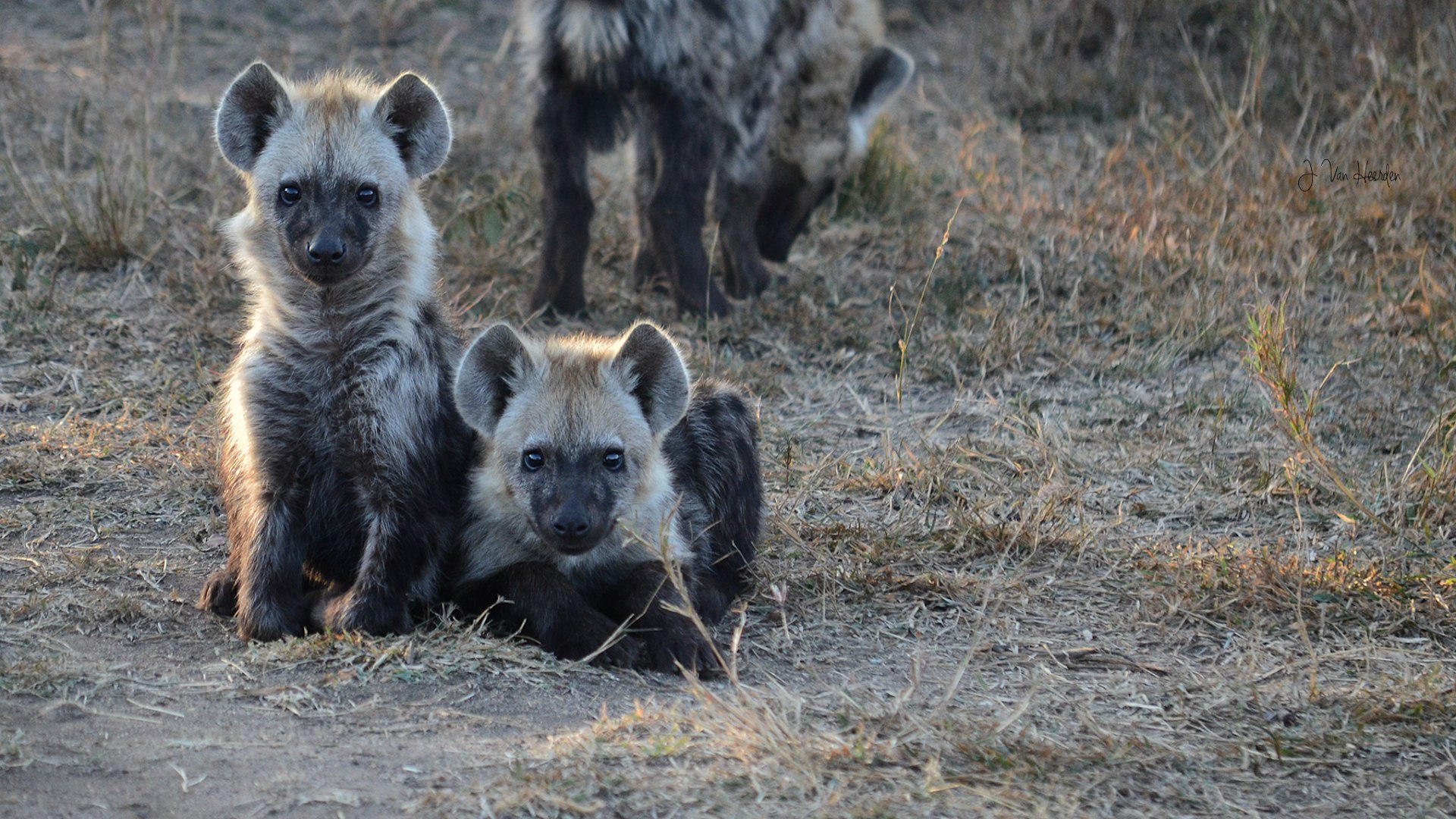 Striped Hyena Cubs
